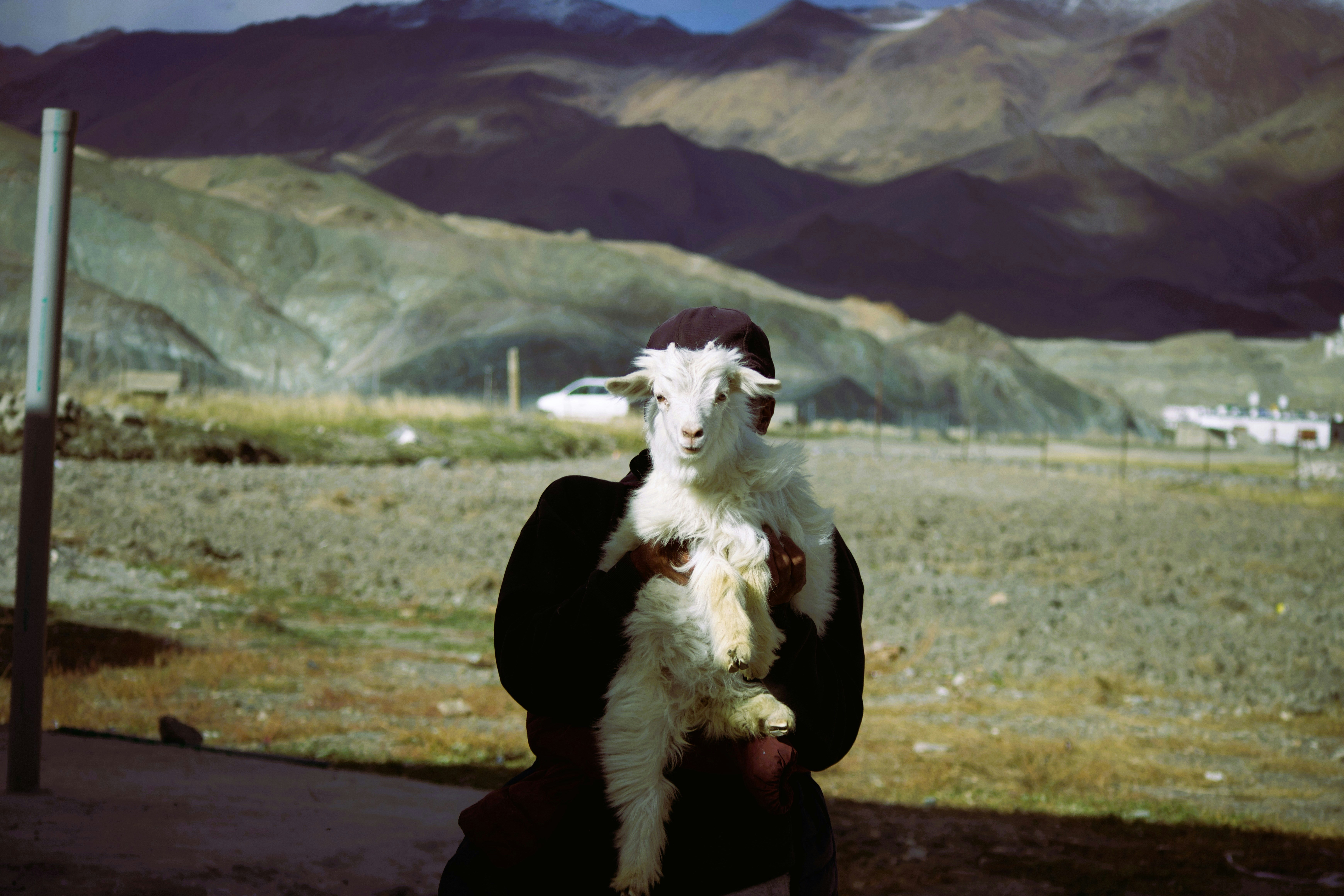 Embrace of the Highlands: A Goat and Its Guardian