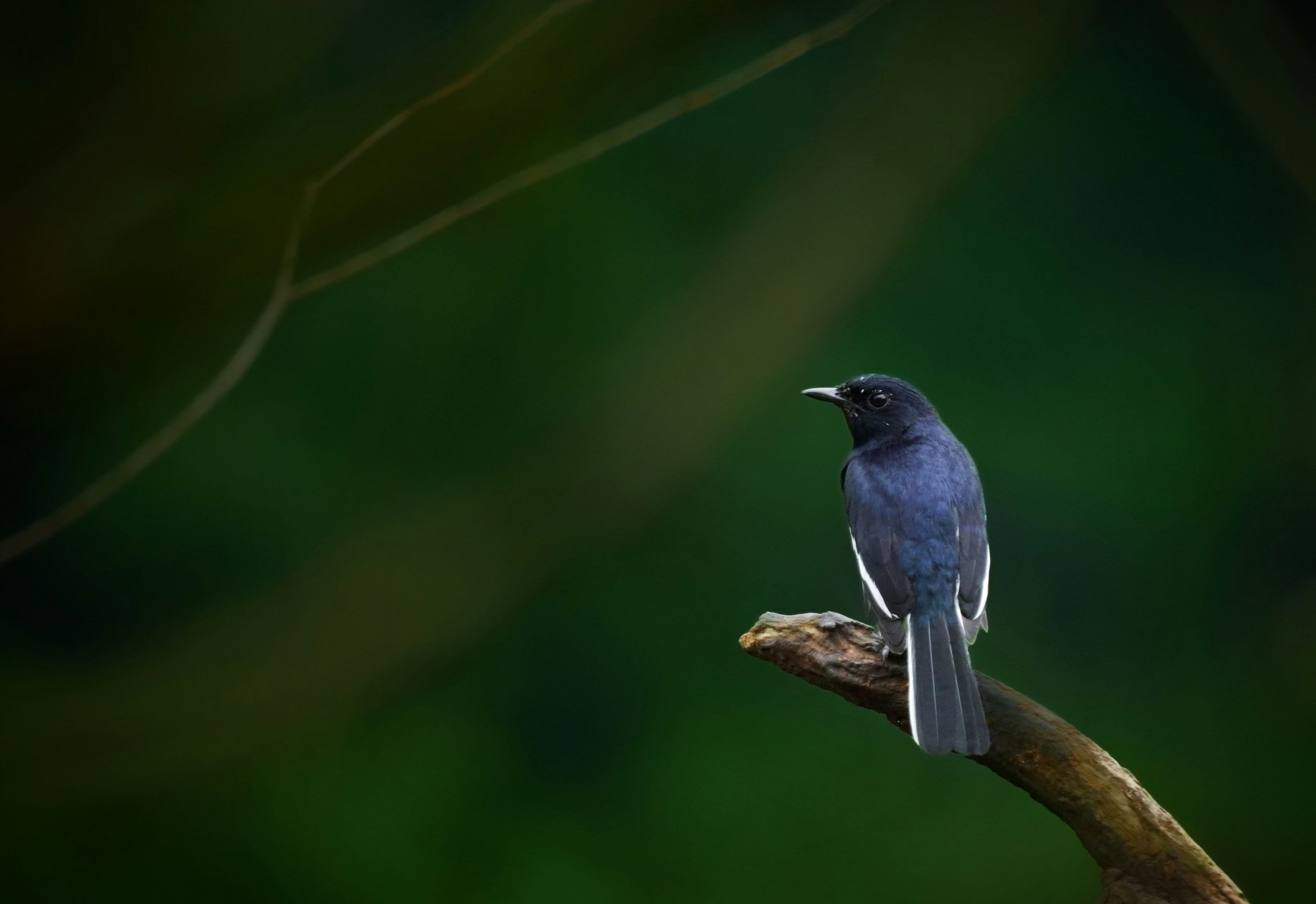 Bird | A black and white bird perched on a branch.