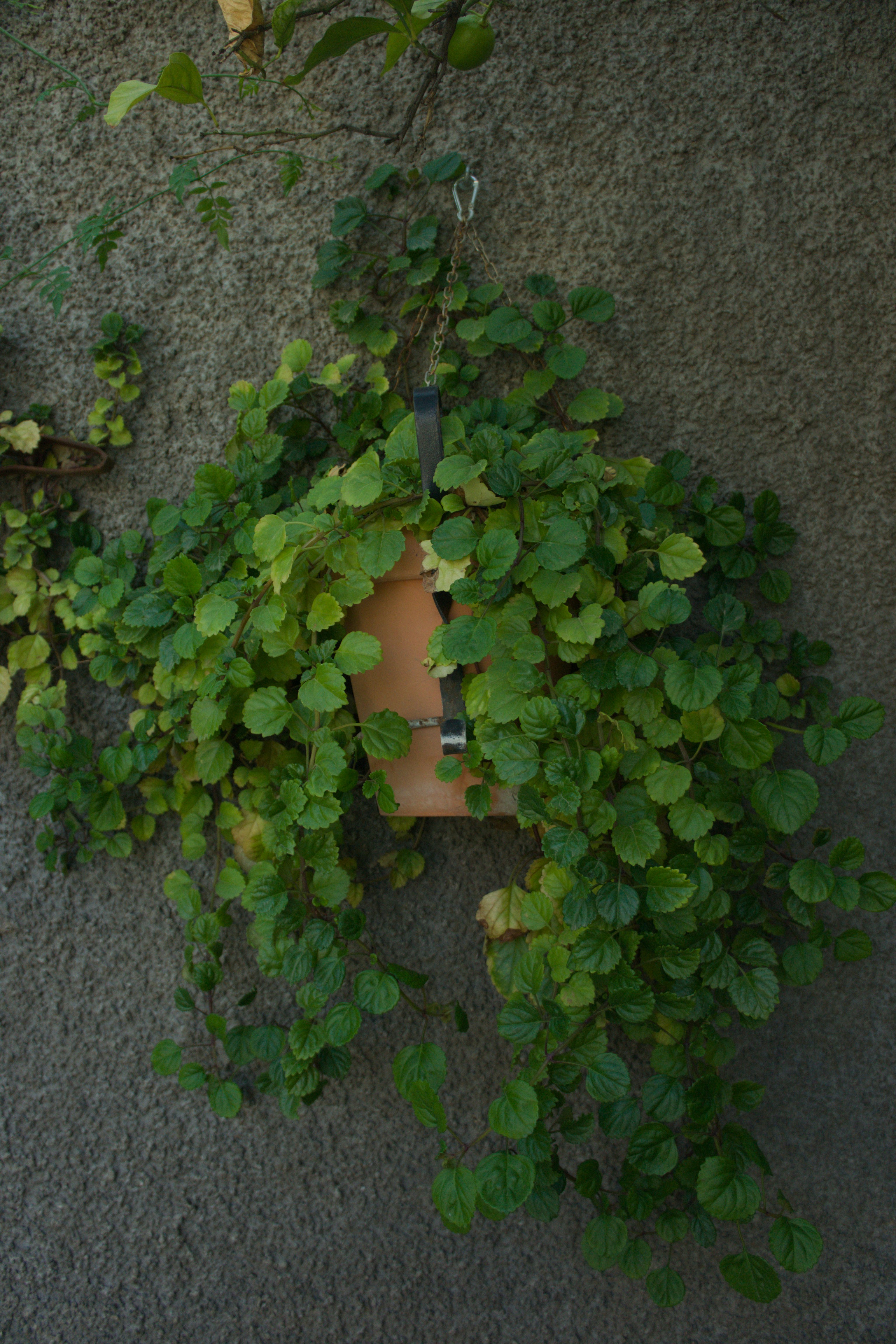 Verdant Embrace: Nature's Hanging Canvas