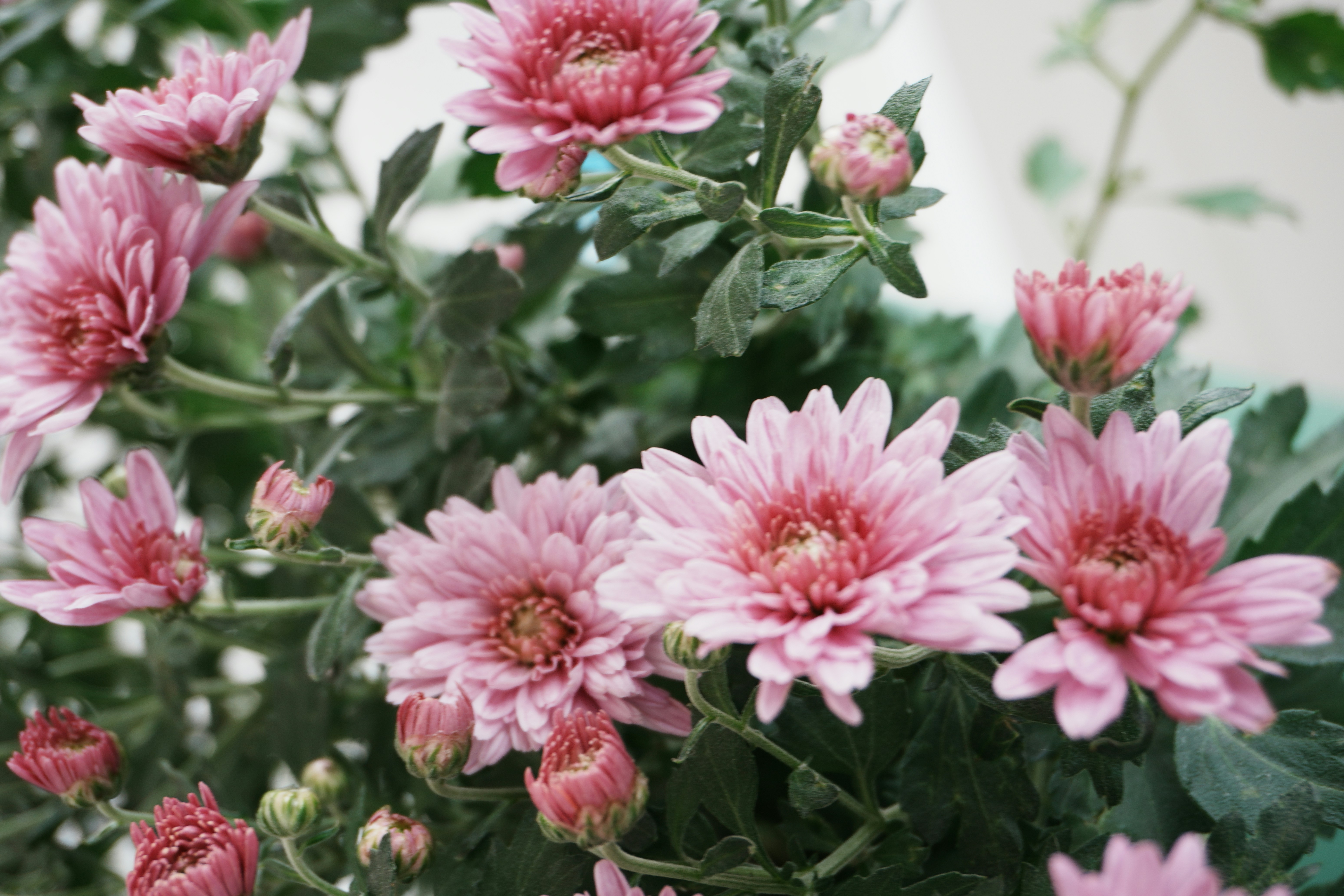 Whispers of Petals: A Floral Symphony