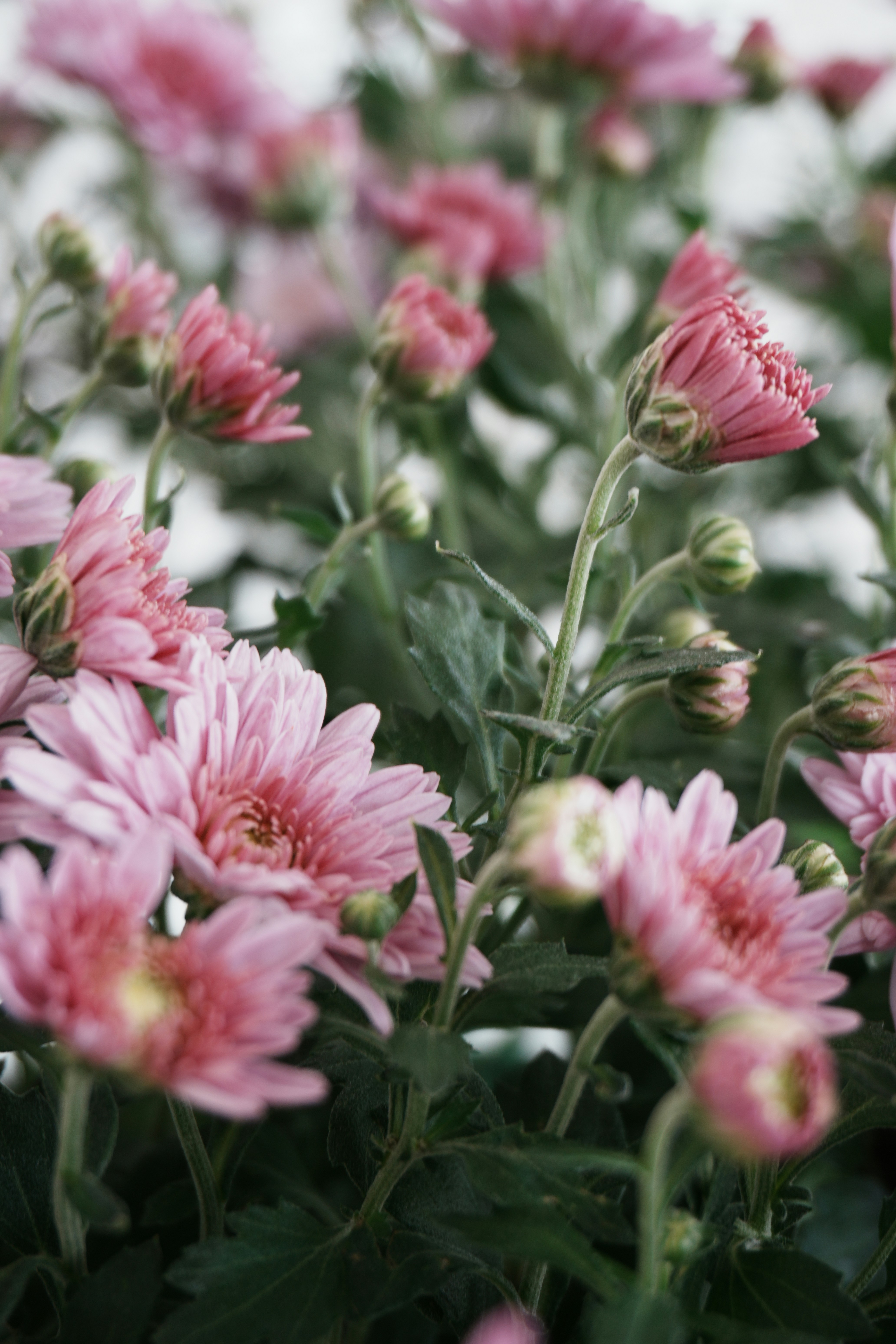 Title: Pink Chrysanthemums in Bloom Description: A vertical capture of fresh pink chrysanthemums and flower buds, highlighting the beauty of seasonal blossoms in natural light. | Close-up of delicate pink chrysanthemum flowers blooming.