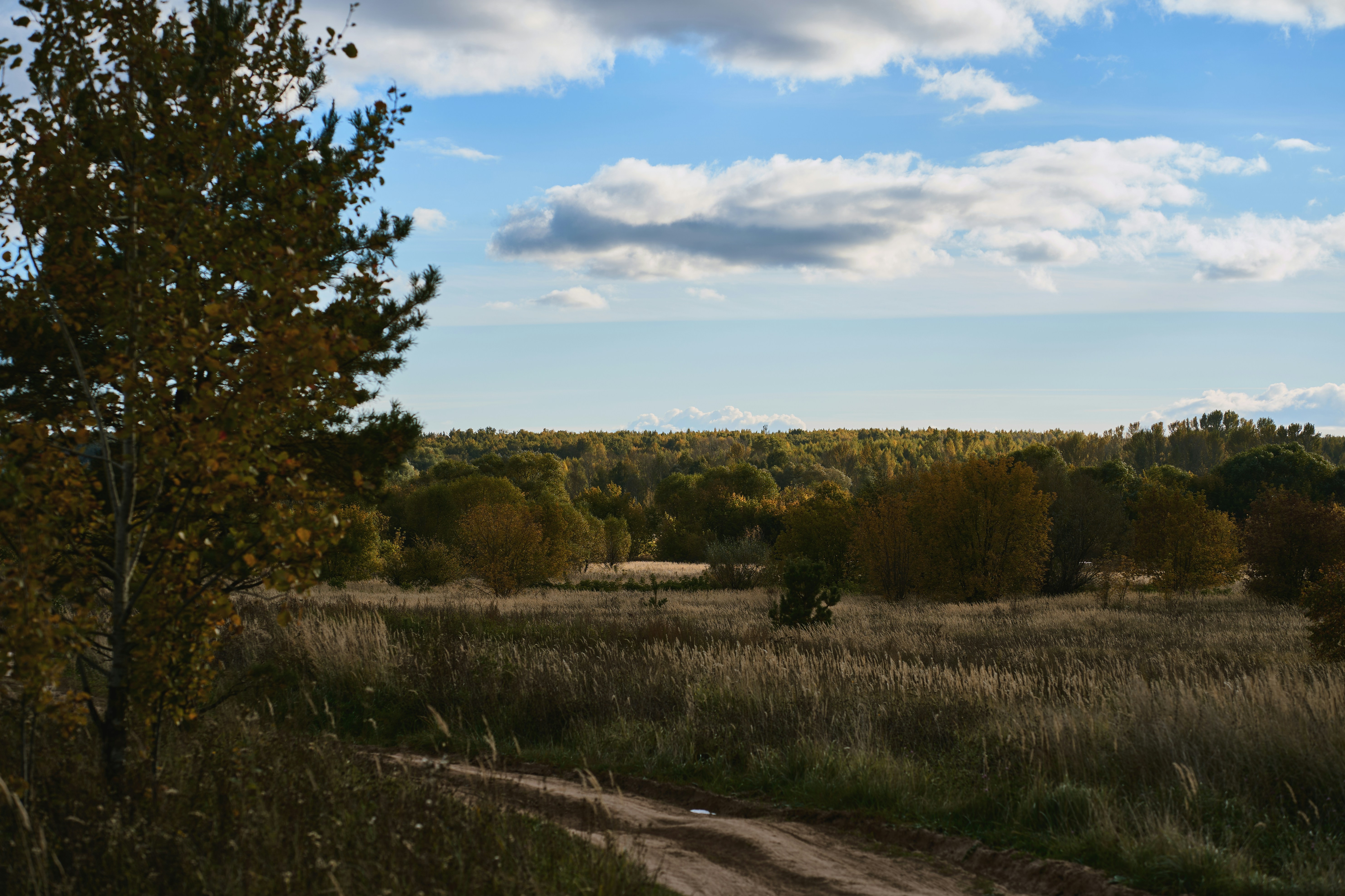 Dirt road through a field with autumn trees.