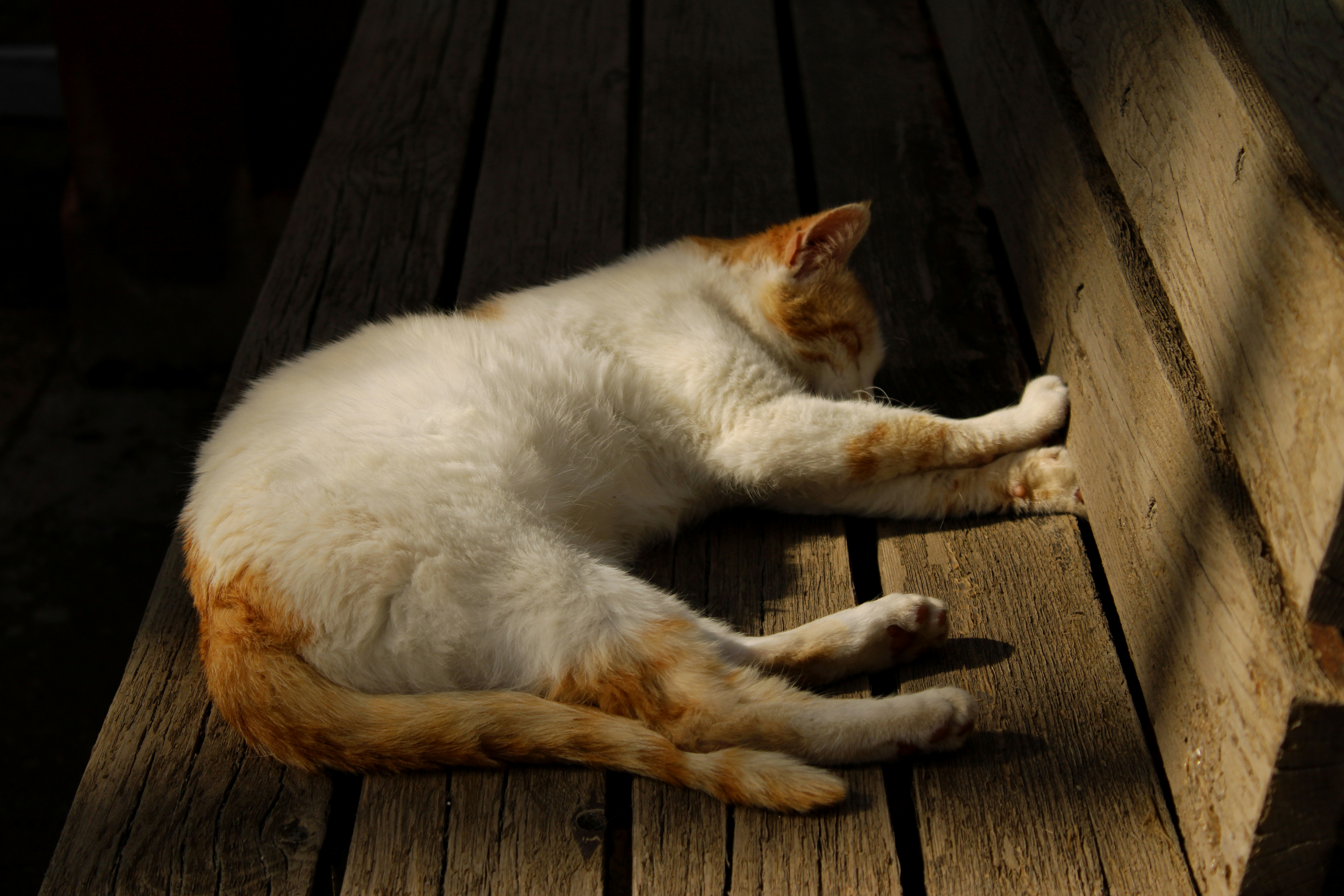 A ginger and white cat sprawls comfortably across sunlit wooden planks, embodying tranquility and relaxation.