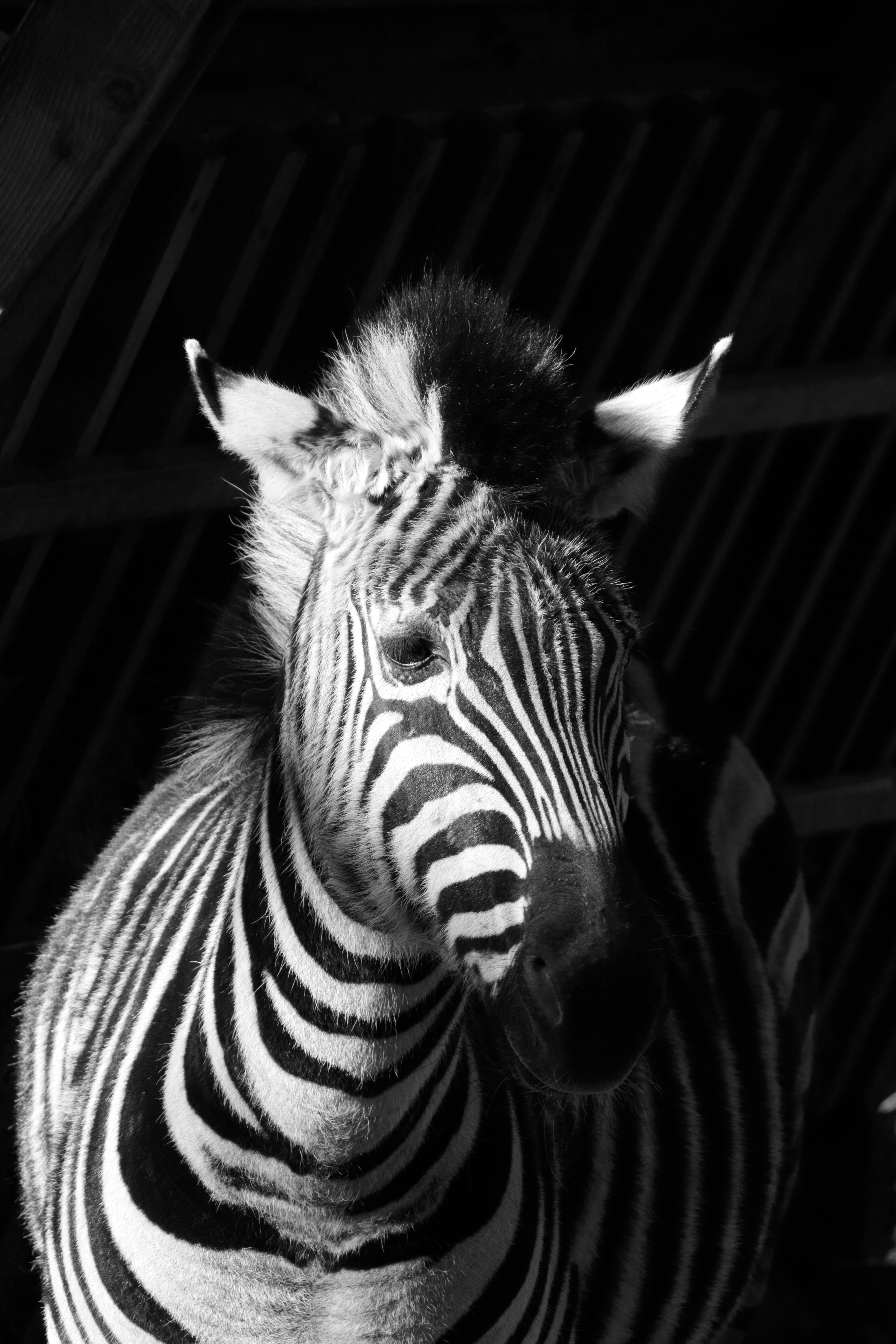 Close-up of a zebra's face showcasing its distinctive stripes and expressive eyes in a dramatic black and white setting.