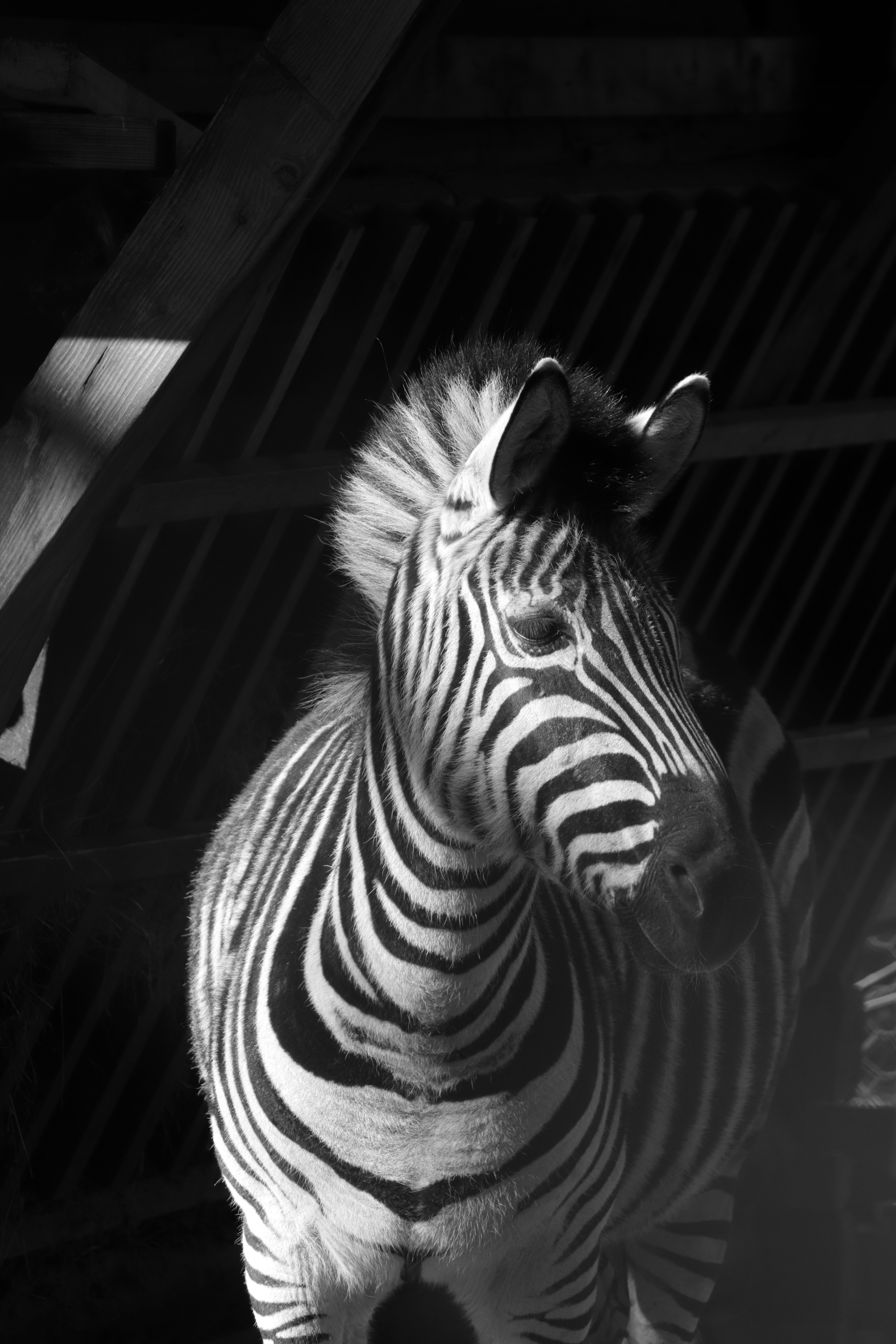 Black and white zebra with distinctive stripes.