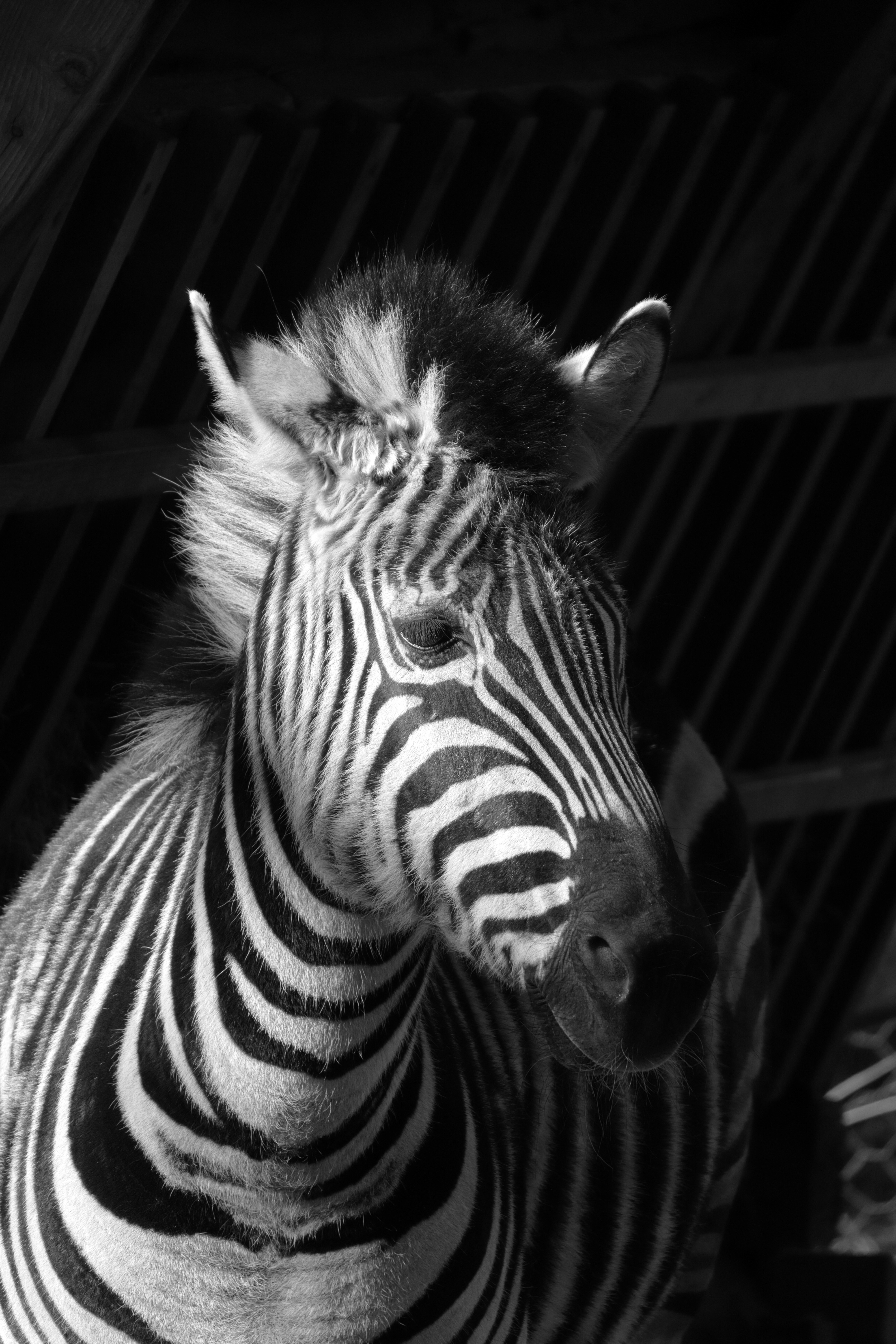 Monochrome Majesty: The Zebra's Gaze