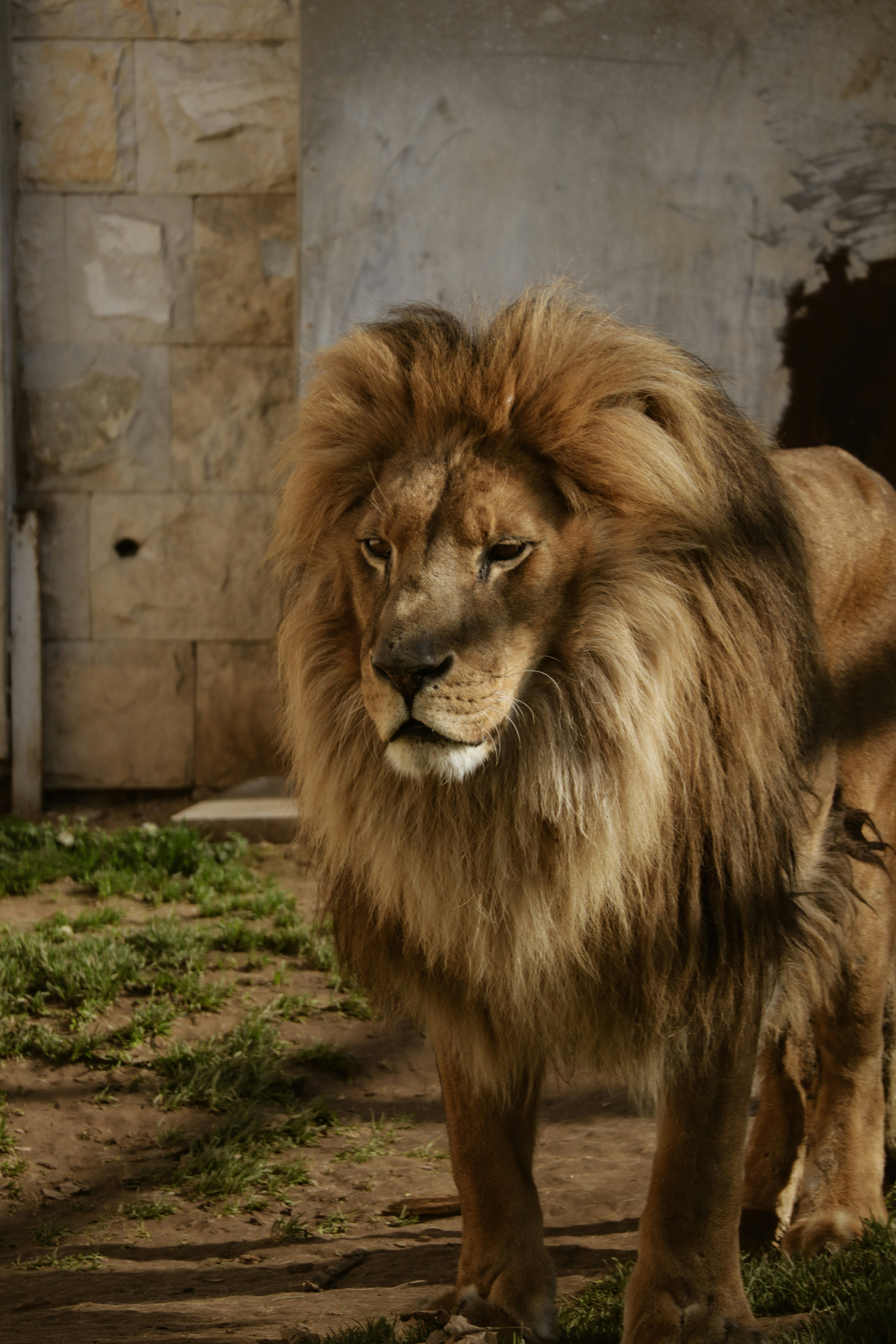 A majestic lion with a full mane stands tall.