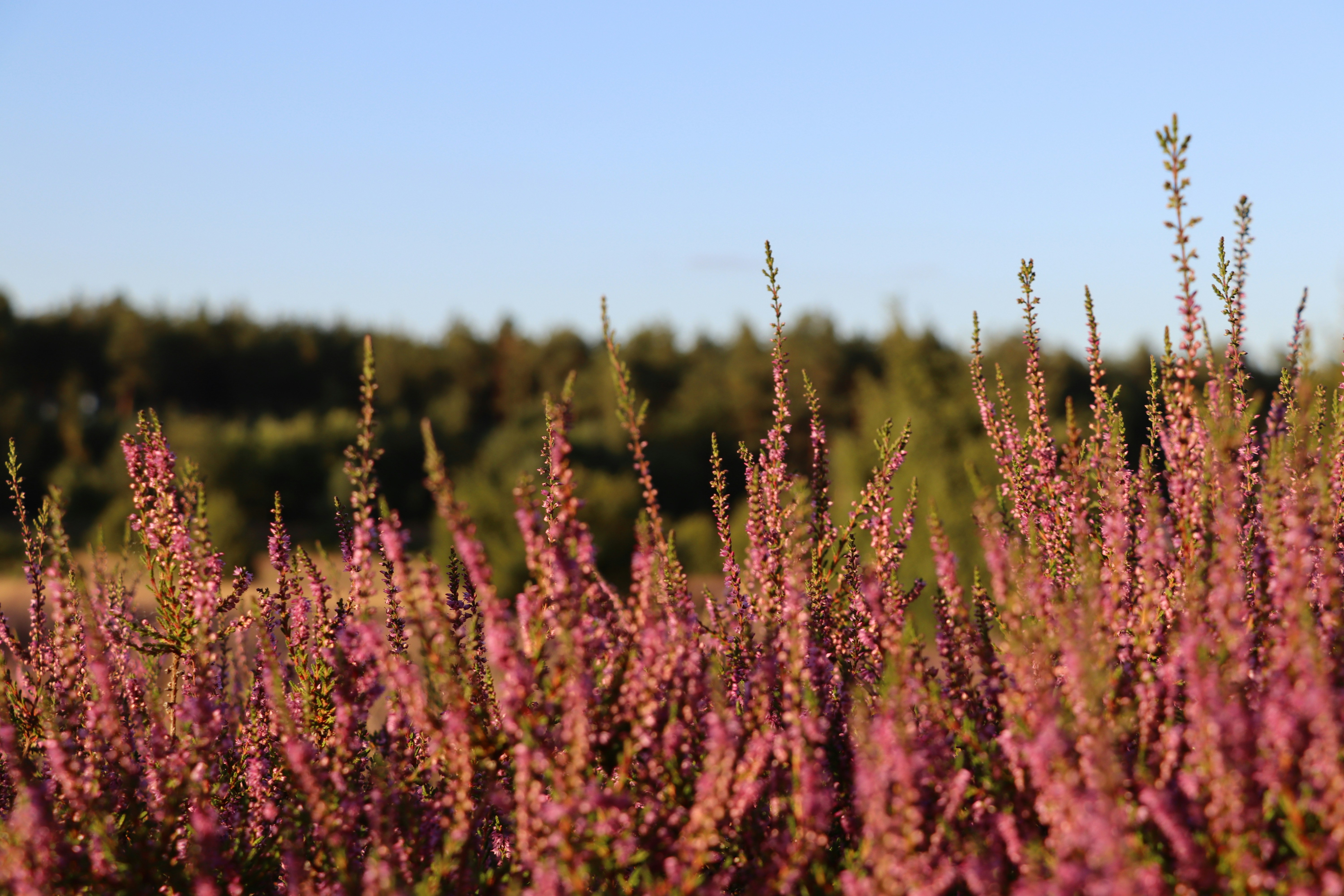 Vibrant pink heather blooms sway gently in the breeze against a backdrop of lush greenery and a clear blue sky.