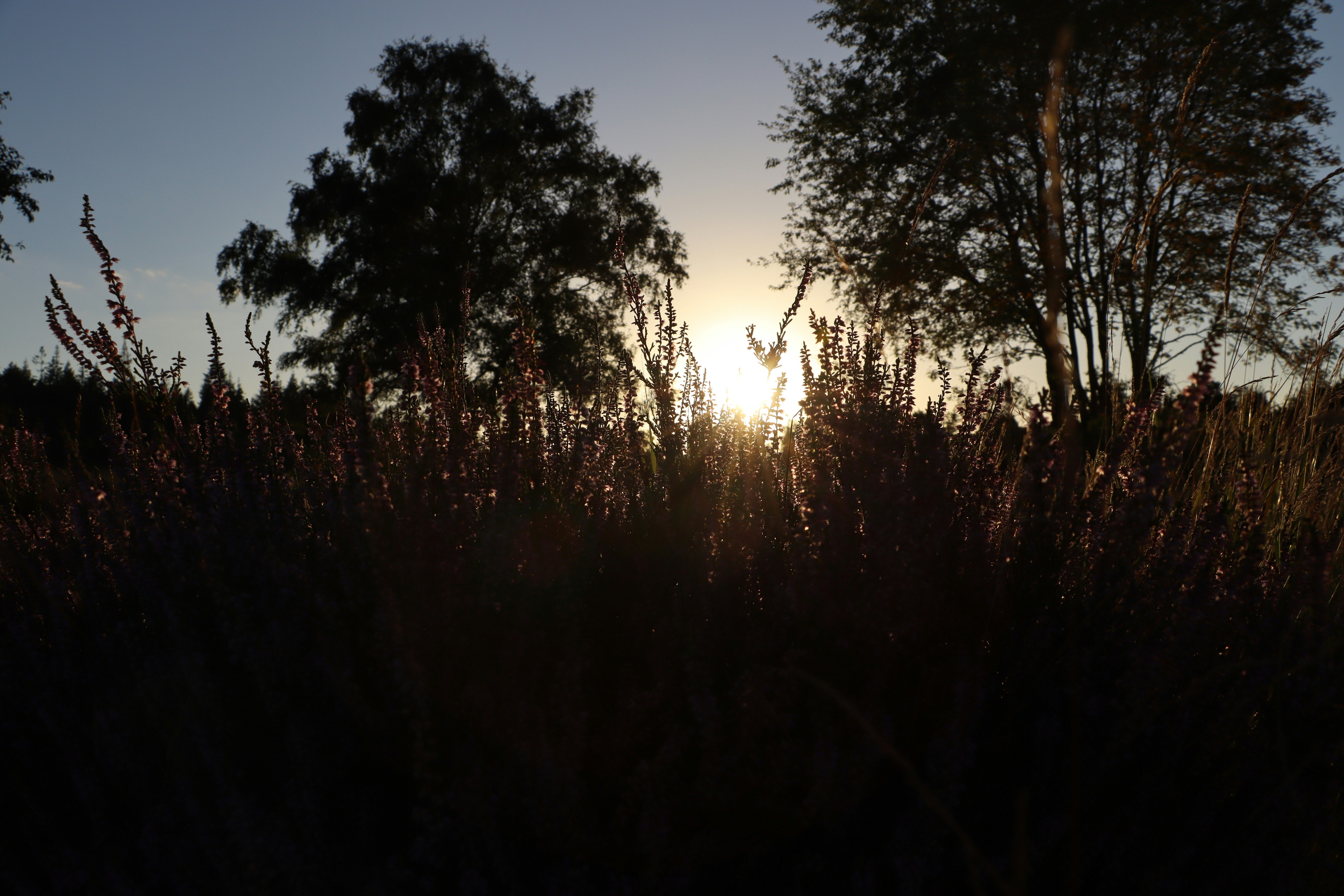 Sunset behind silhouetted trees and tall grass.