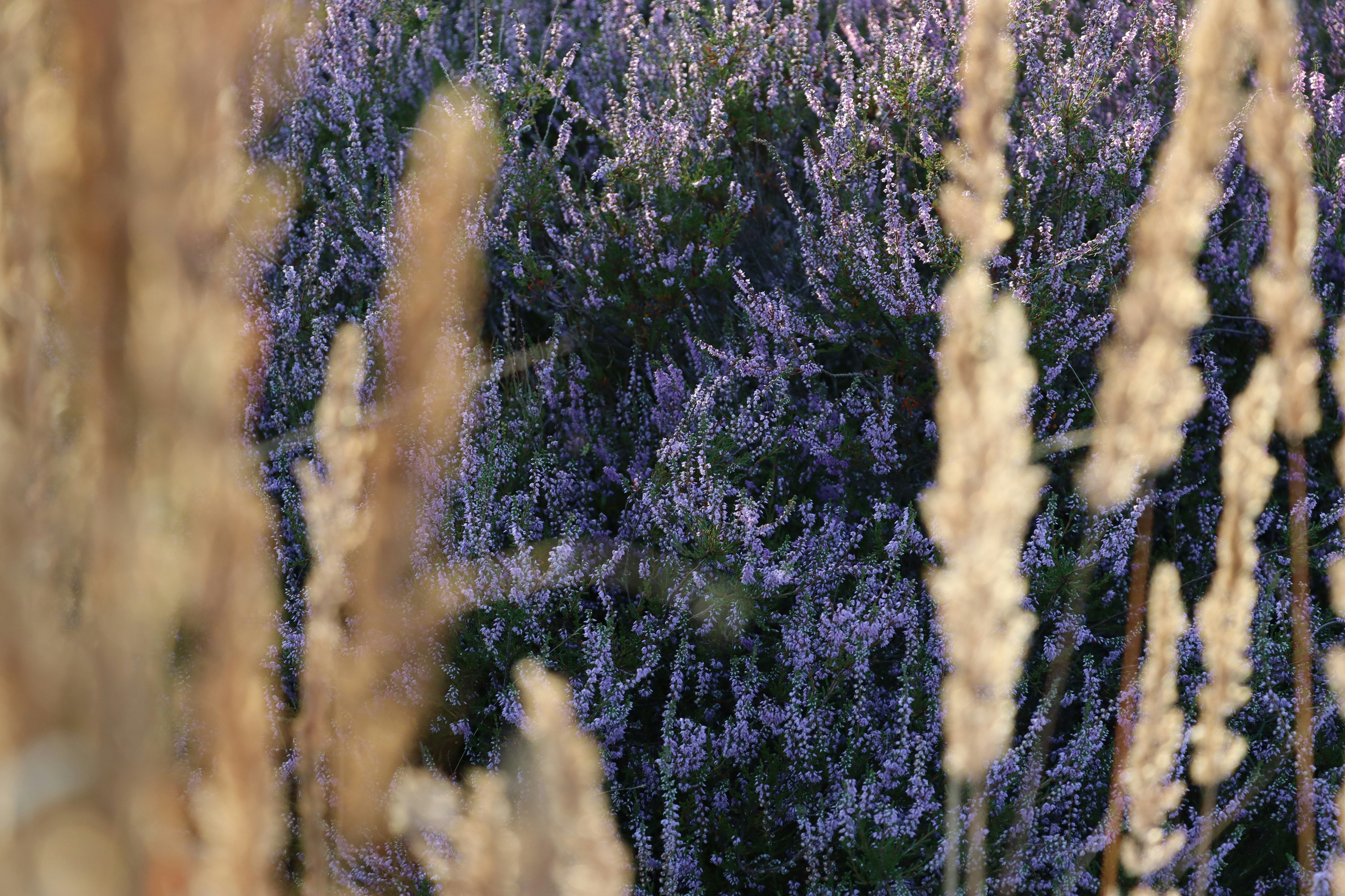Whispers of Lavender in the Breeze