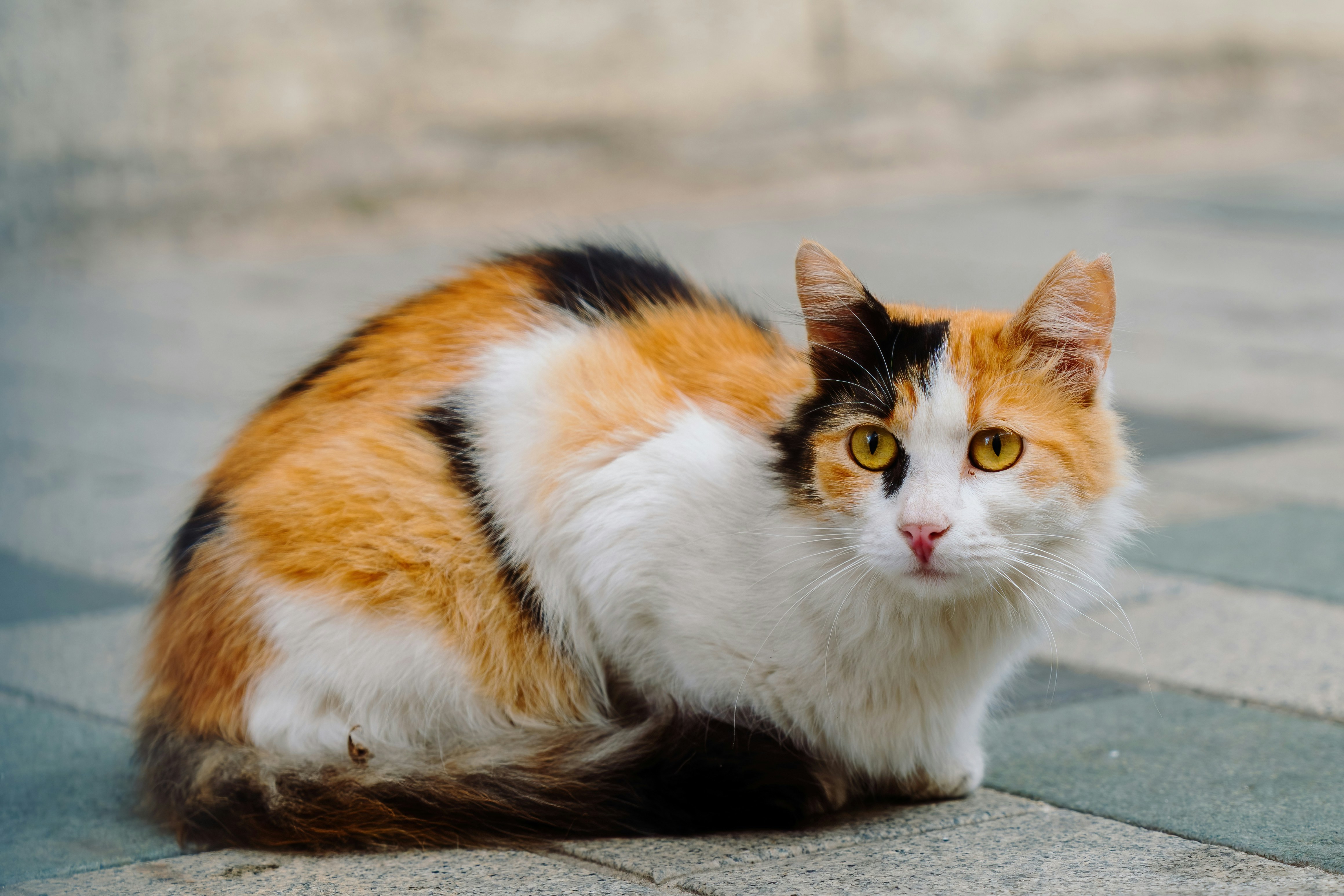 A calico cat sits on a paved surface. photo – Free Cat Image on Unsplash