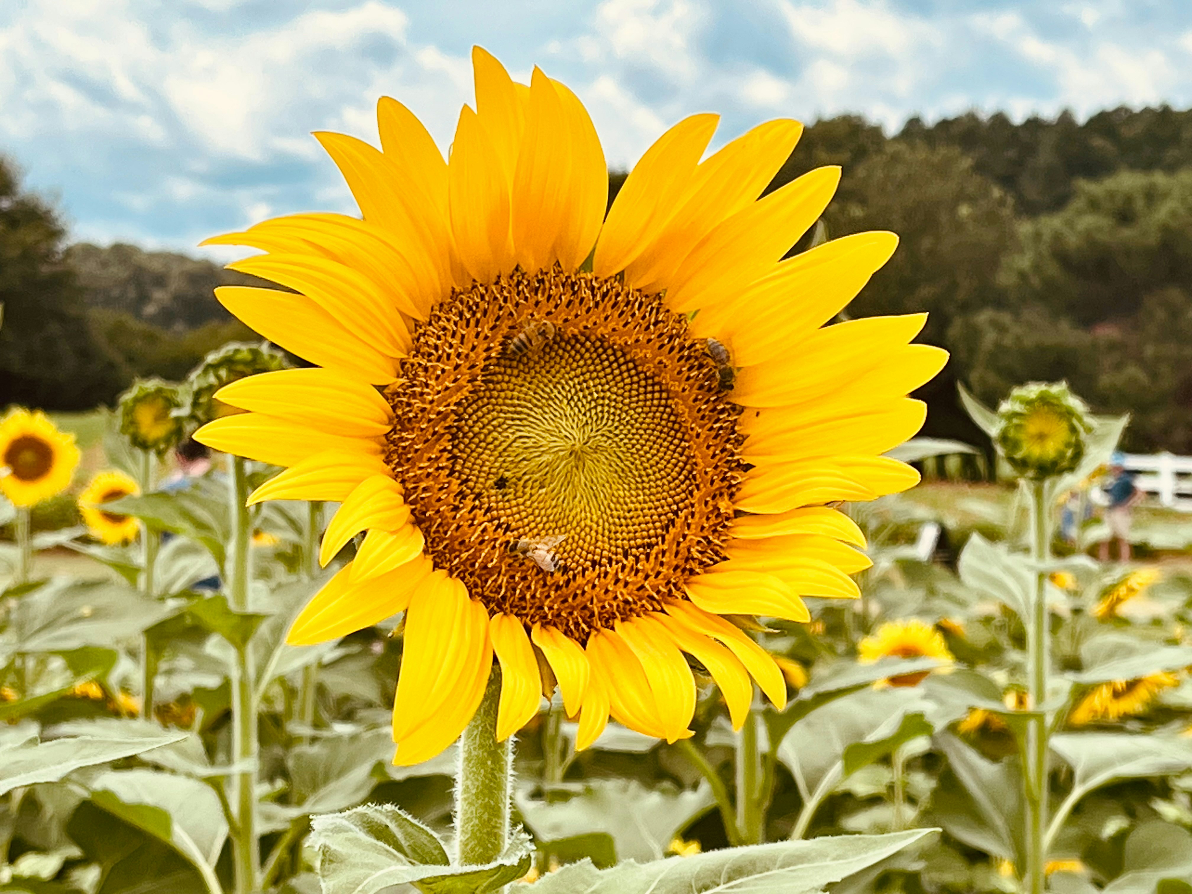 Vibrant sunflower standing tall amidst a field, showcasing its intricate seed pattern and bright yellow petals. Bees can be seen gathering nectar.
