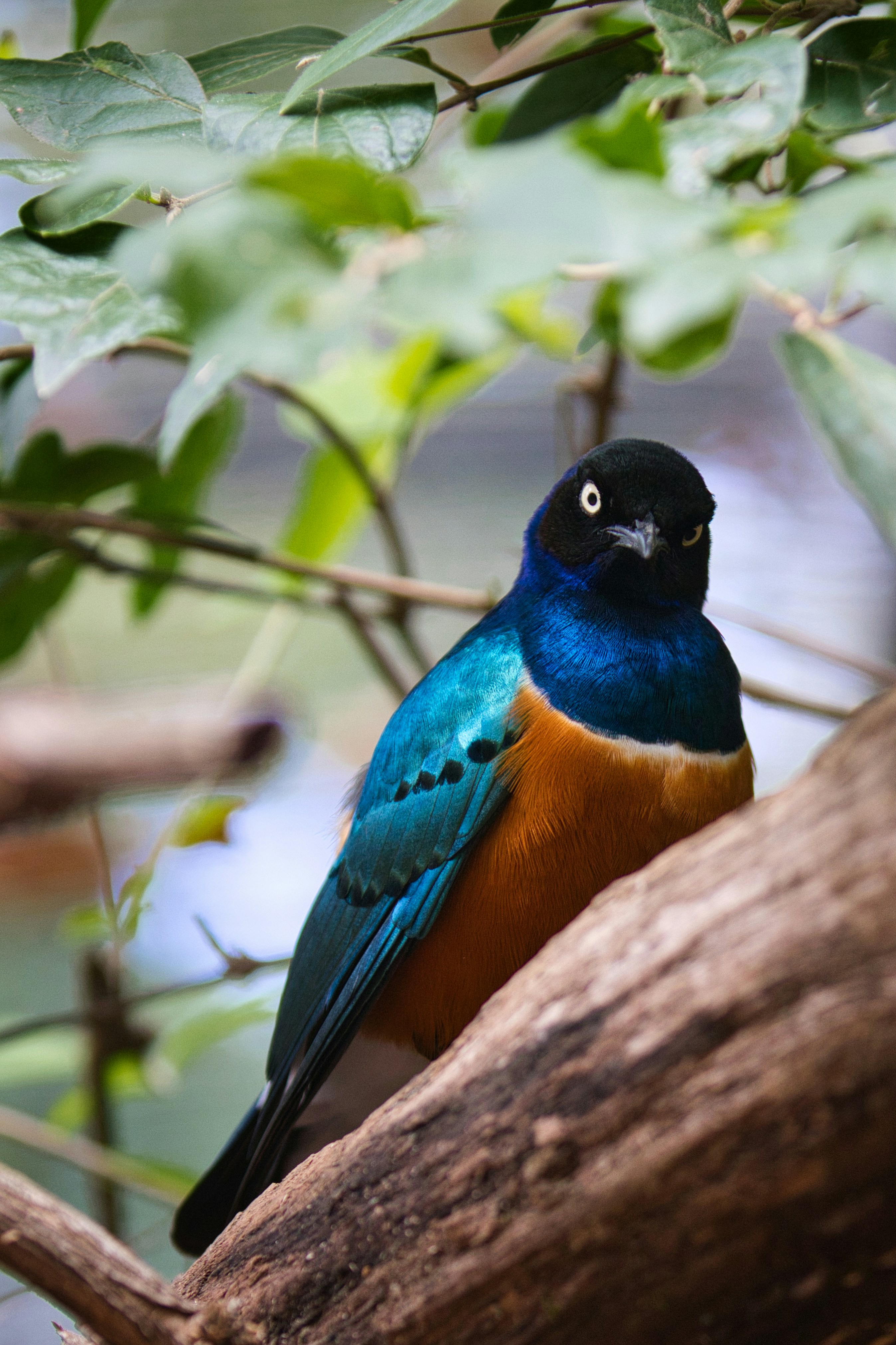 A colorful bird perched on a branch, surrounded by lush green foliage, showcasing its striking blue and orange plumage.