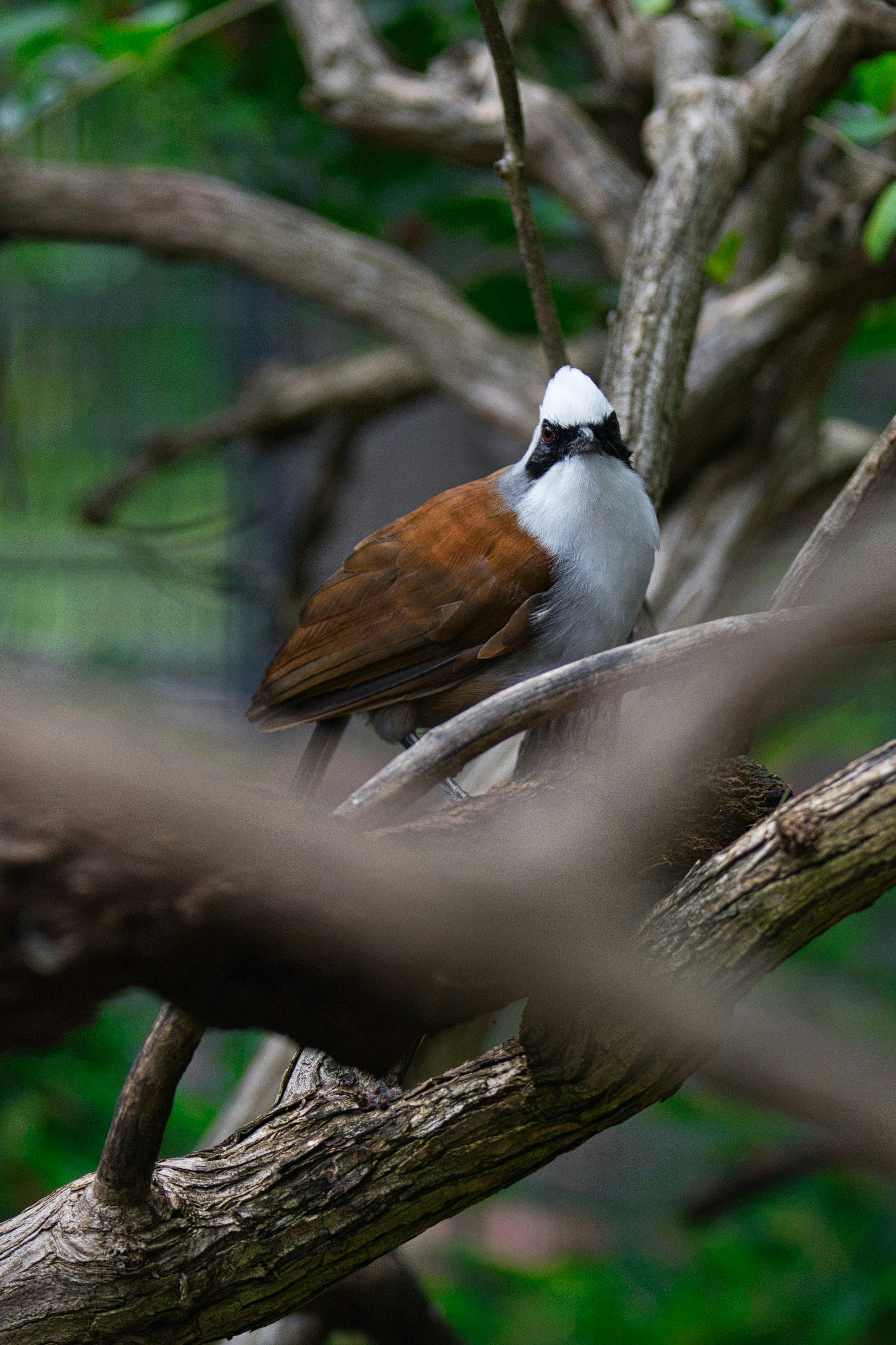White-Crested Sentinel Amid a Tangle of Branches