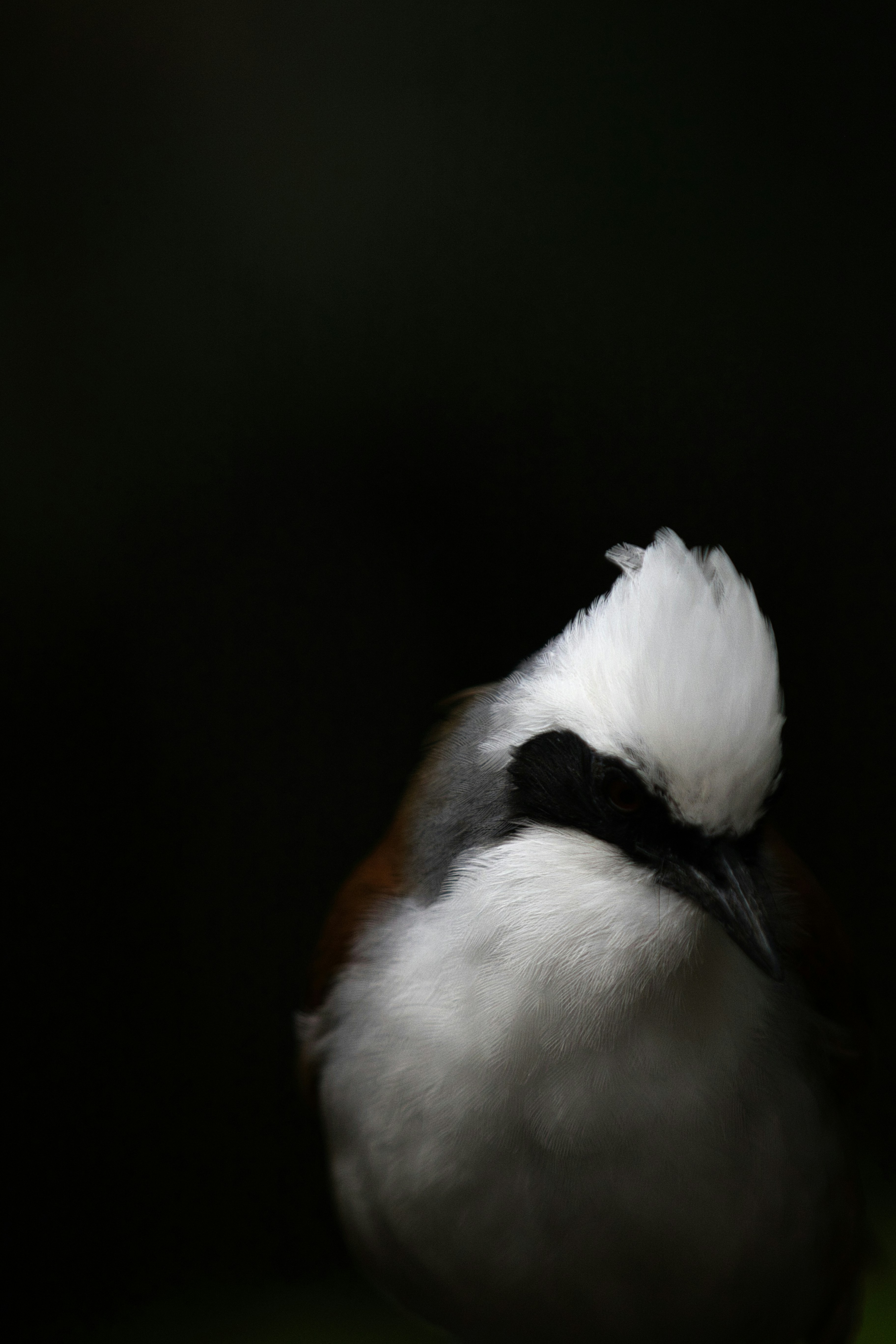White-Crested Laughing Thrush | A white-crested bird with brown and gray markings