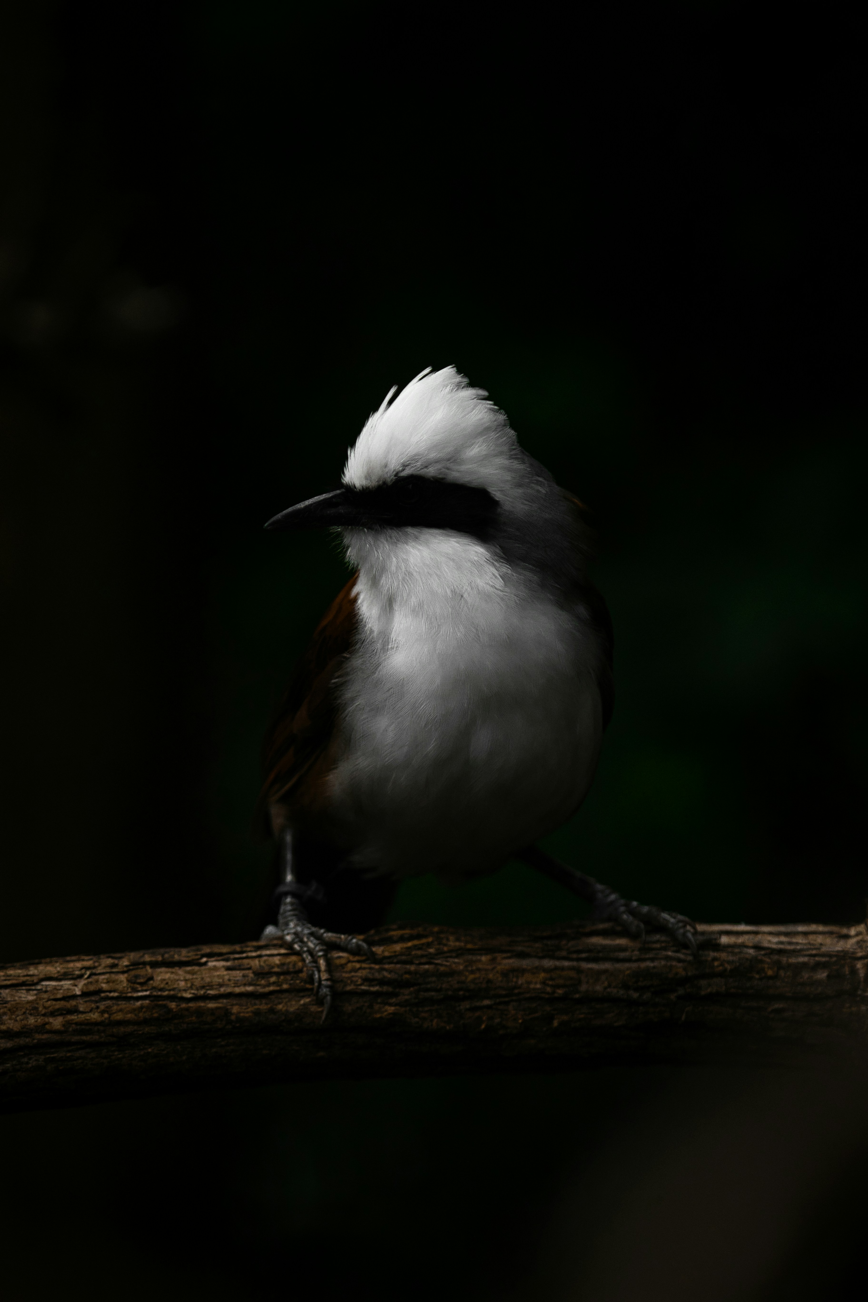 Crested White Bird on a Shadowed Branch: A Low-Light Portrait