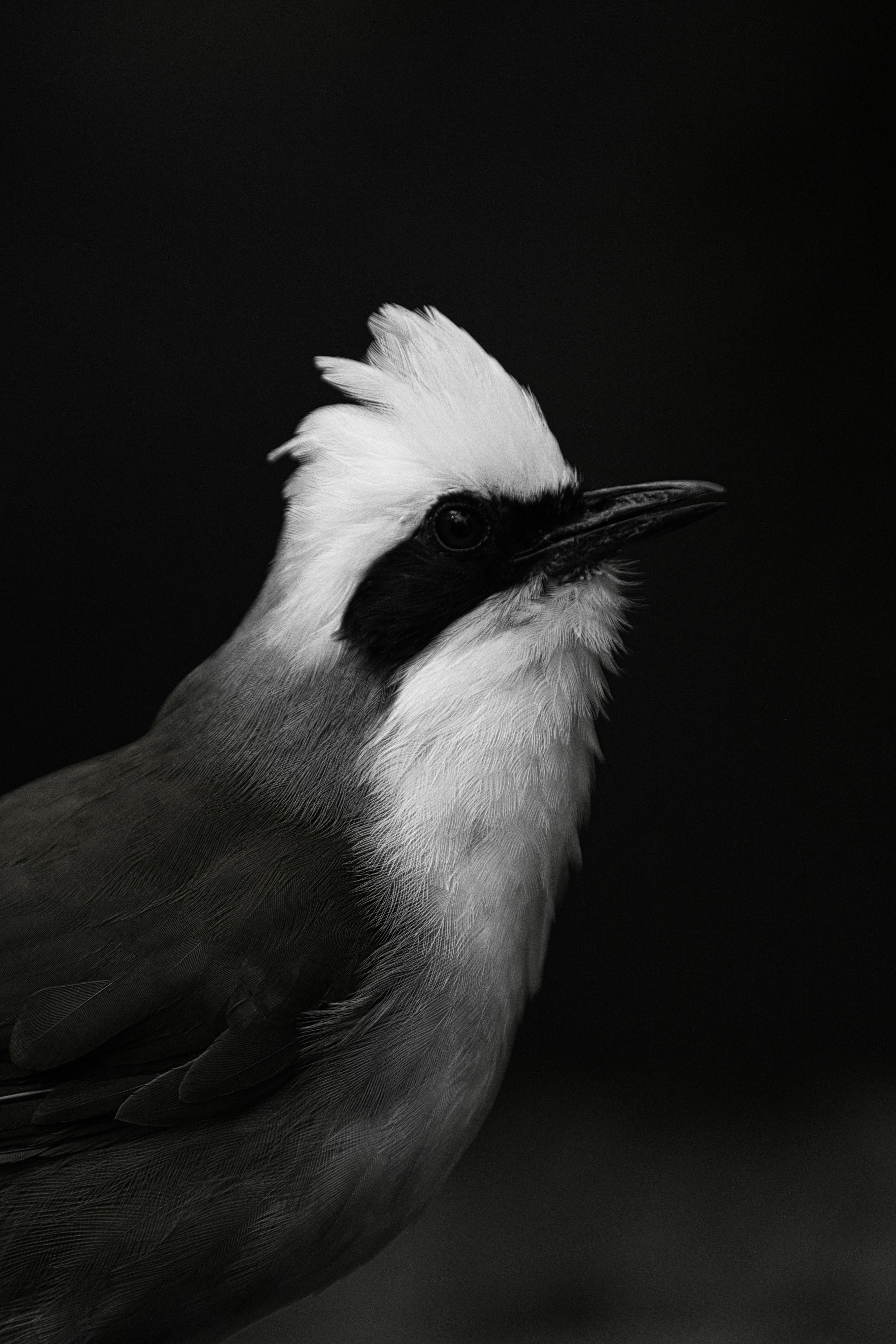 Whispers of the Wild: A Monochrome Avian Portrait