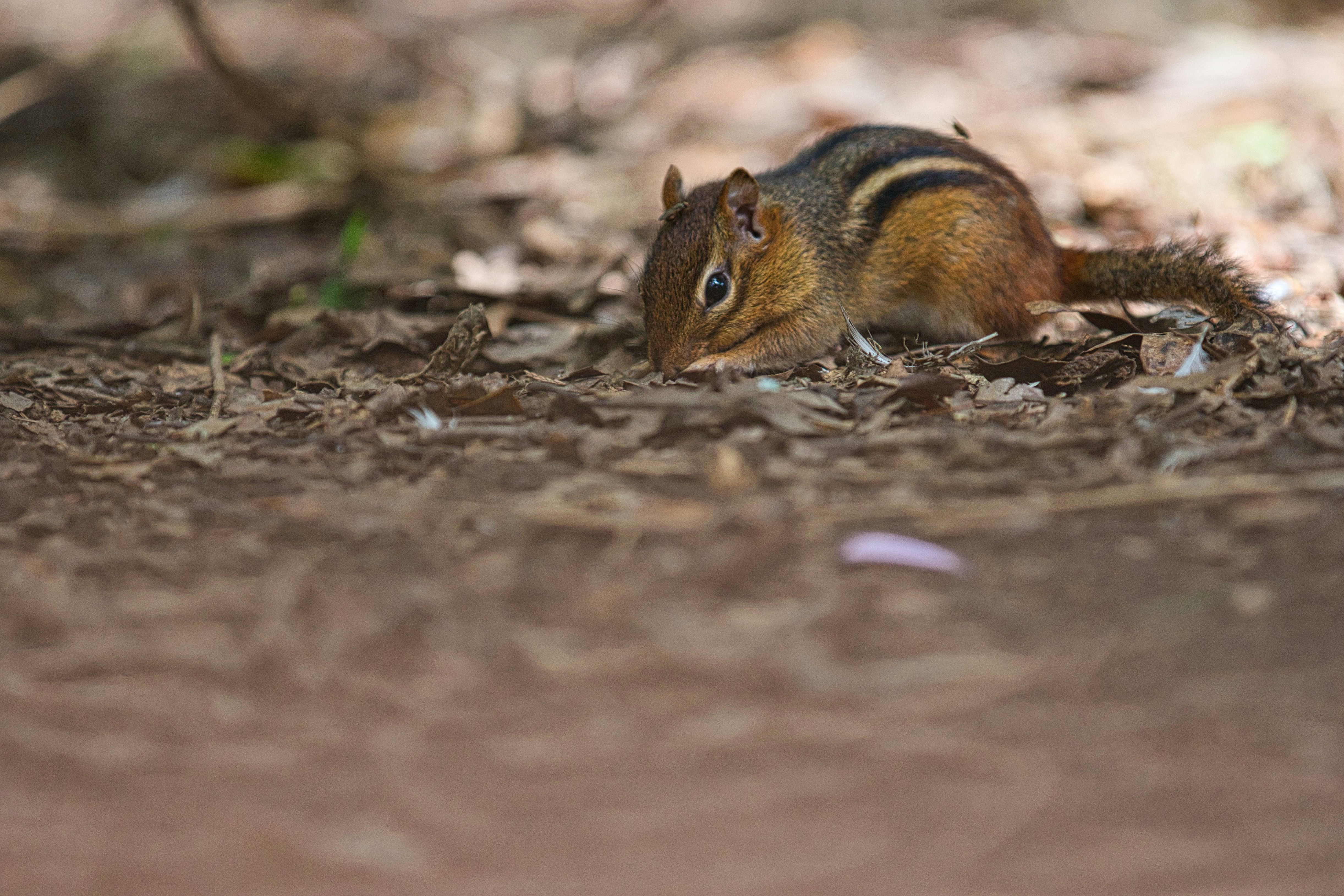 A chipmunk foraging among dried leaves on the forest floor, showcasing its natural habitat and behavior.