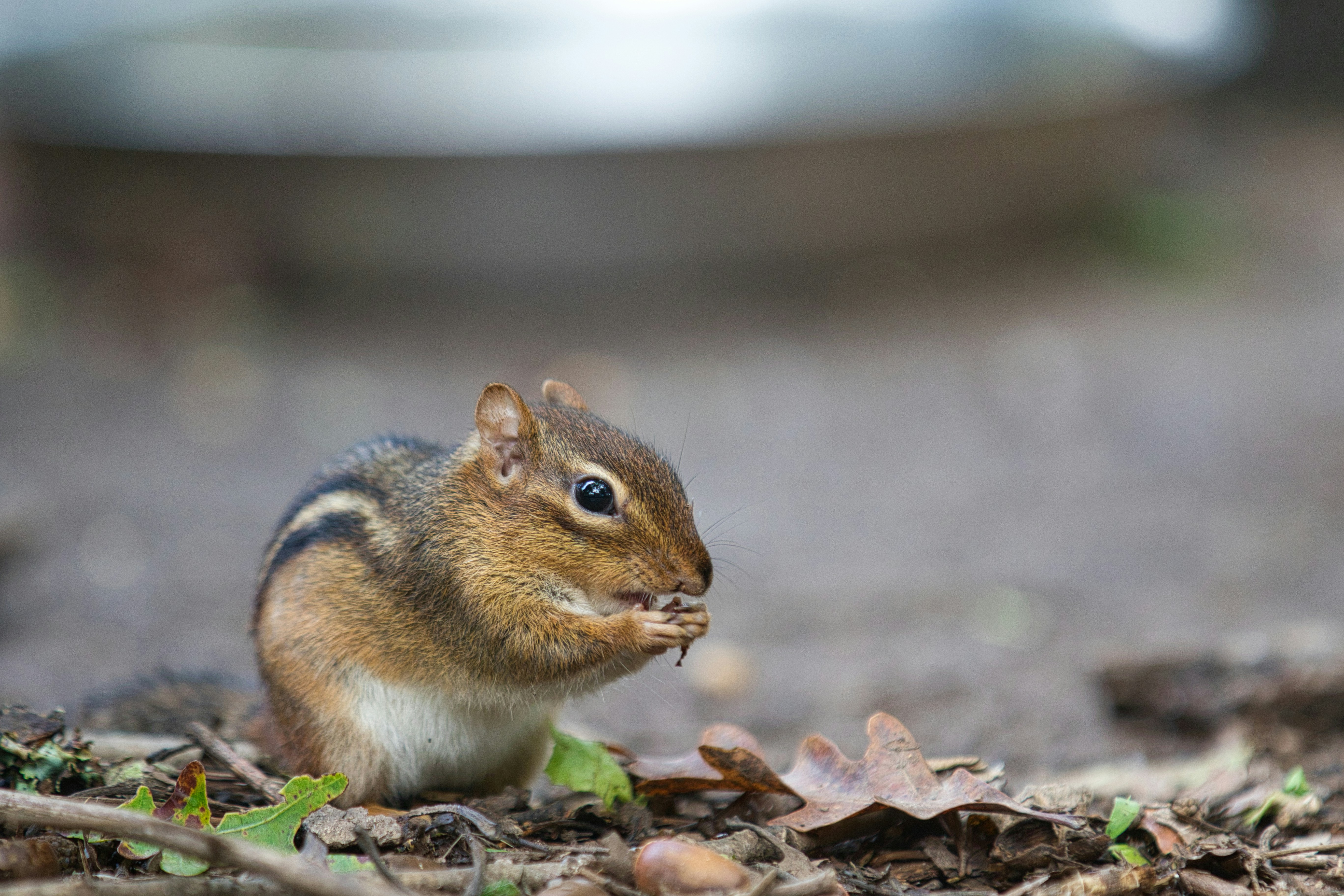Nature's Snack Break: A Chipmunk's Delight