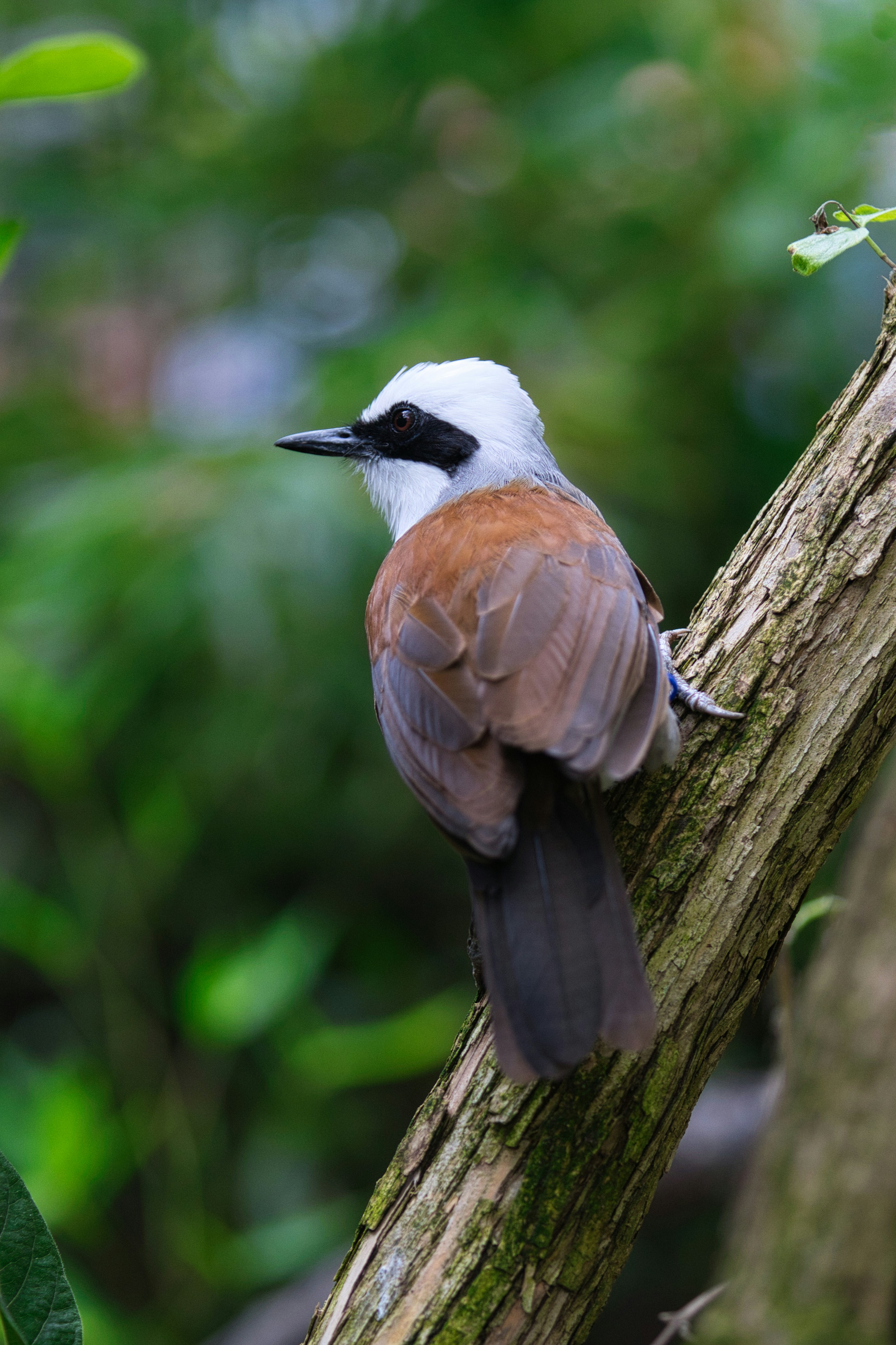 A bird with a striking white head and brown body perched on a textured tree branch surrounded by lush greenery.