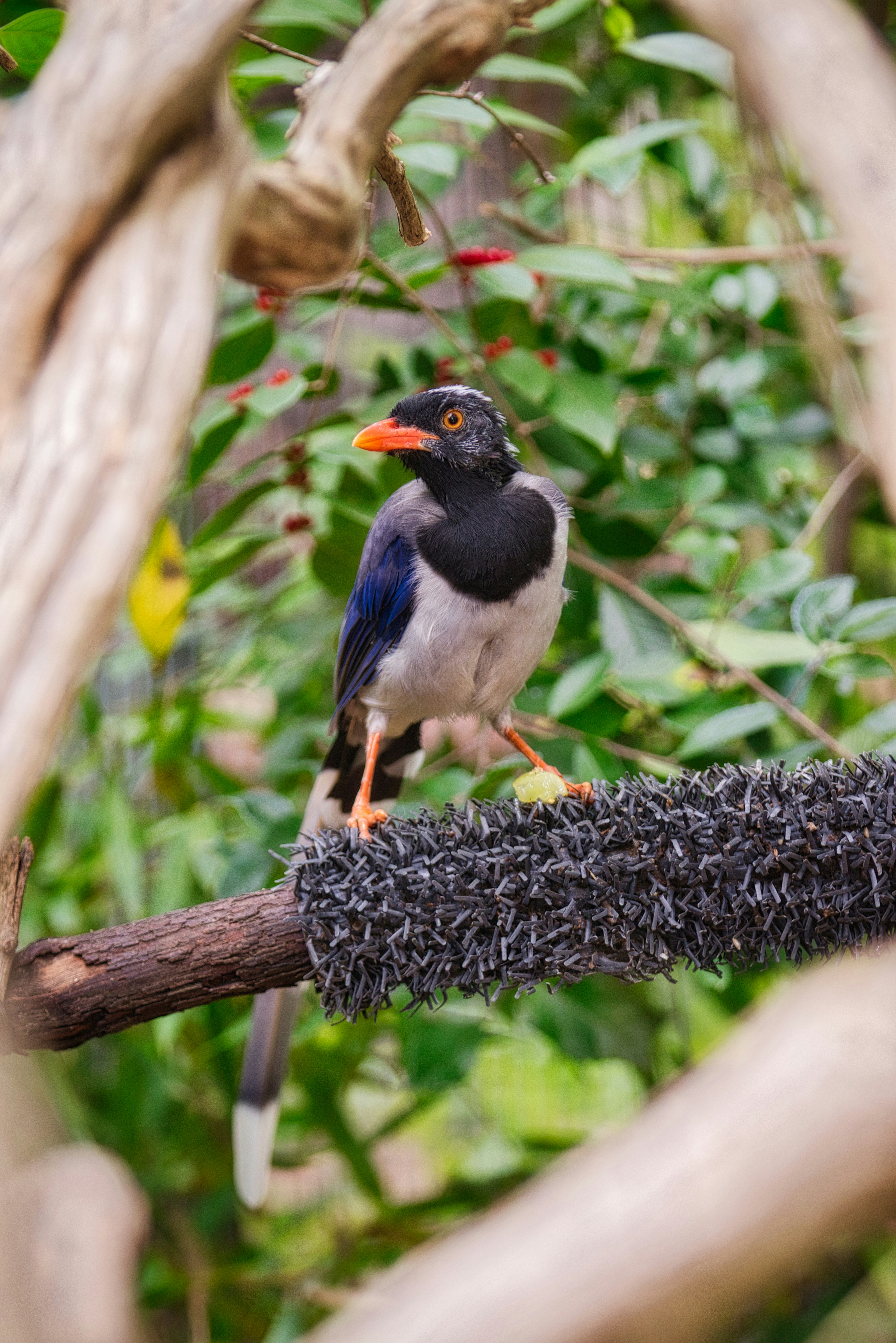 Vibrant Avian Encounter Amidst Lush Greenery