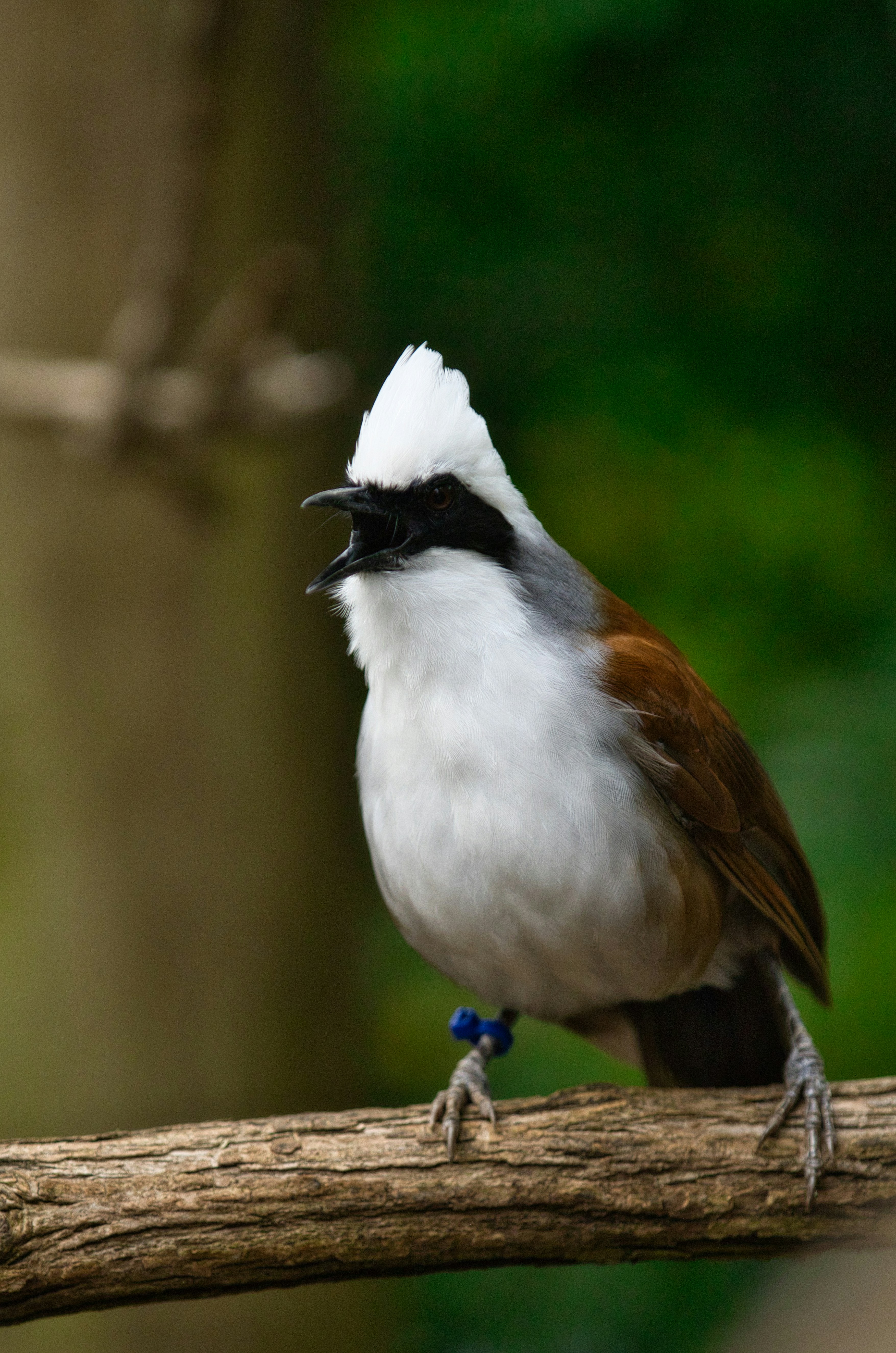 The Vocal Sentinel of the Forest
