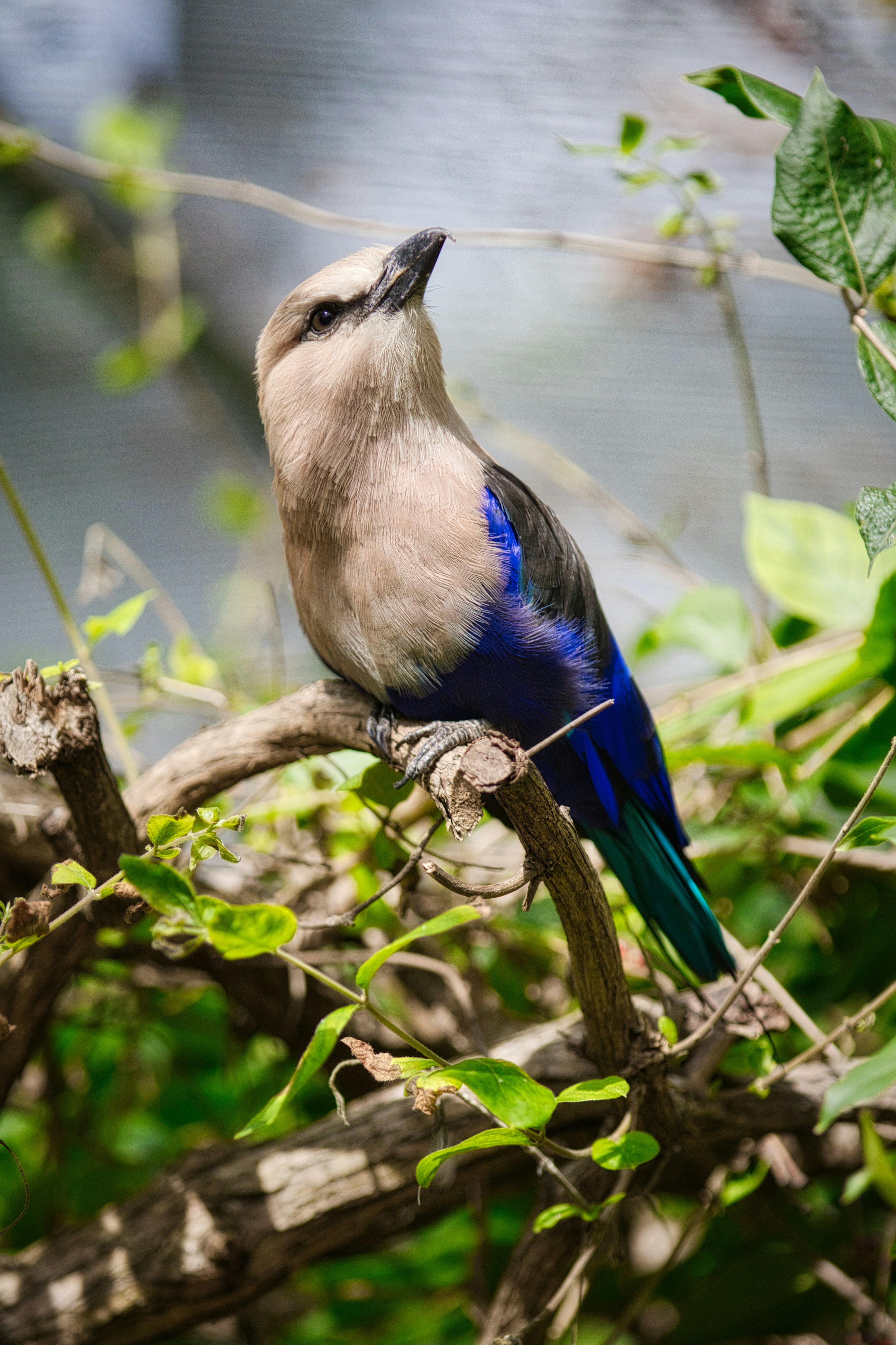 Colorful bird perched on a branch surrounded by lush greenery.