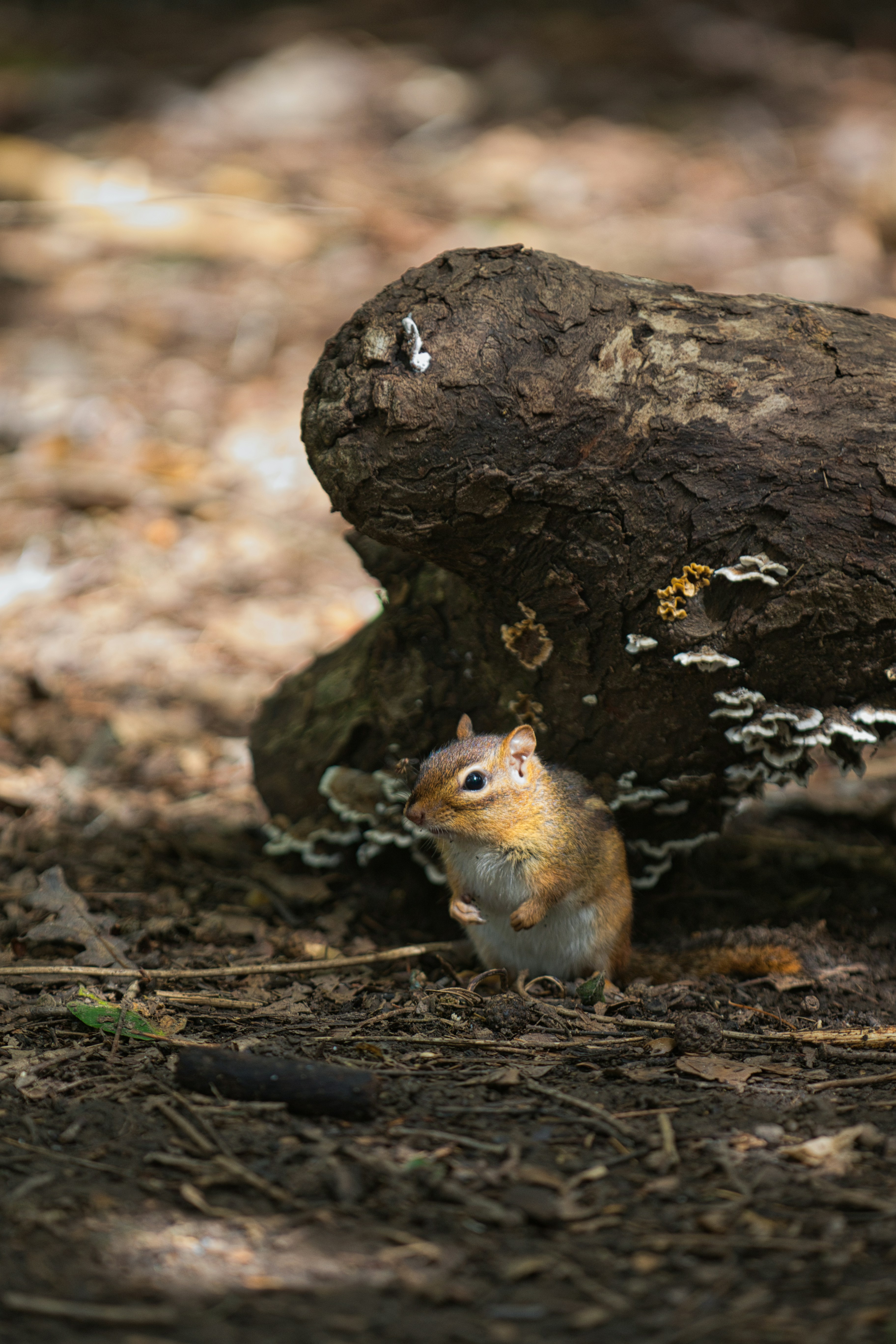 Nature's Curious Observer