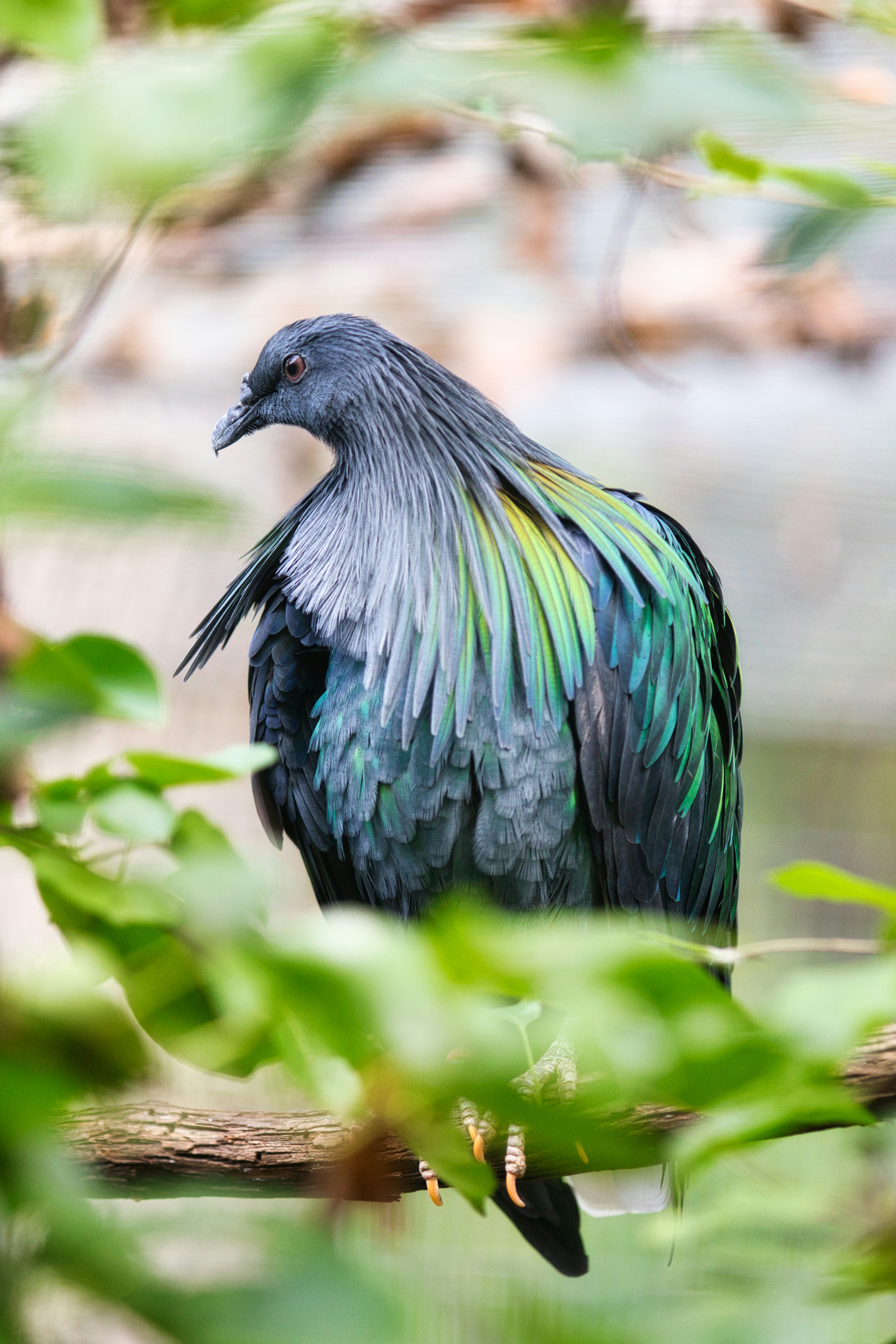 Nicobar Pigeon