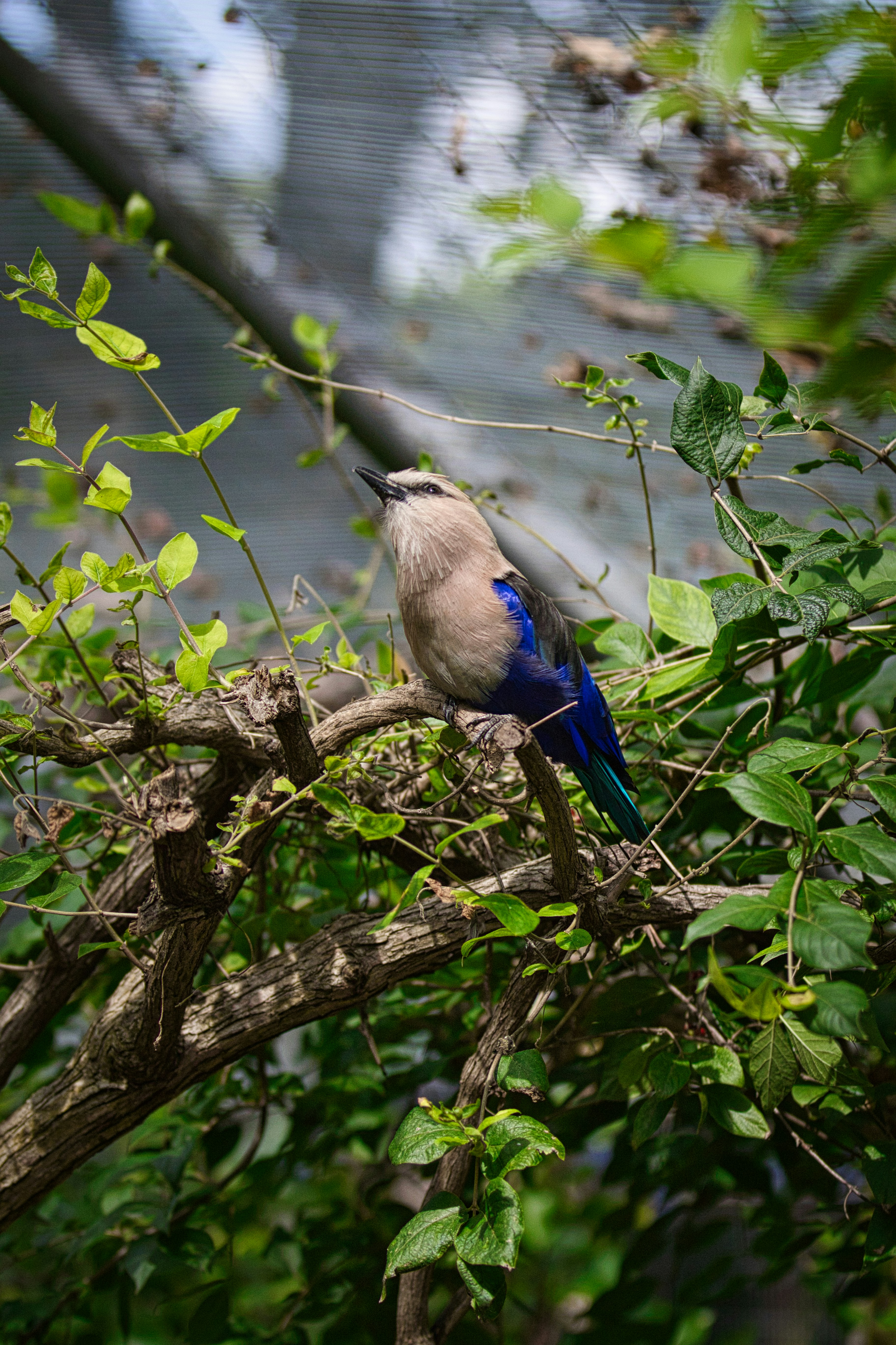 Azure Perch: Blue-Winged Bird on a Weathered Branch