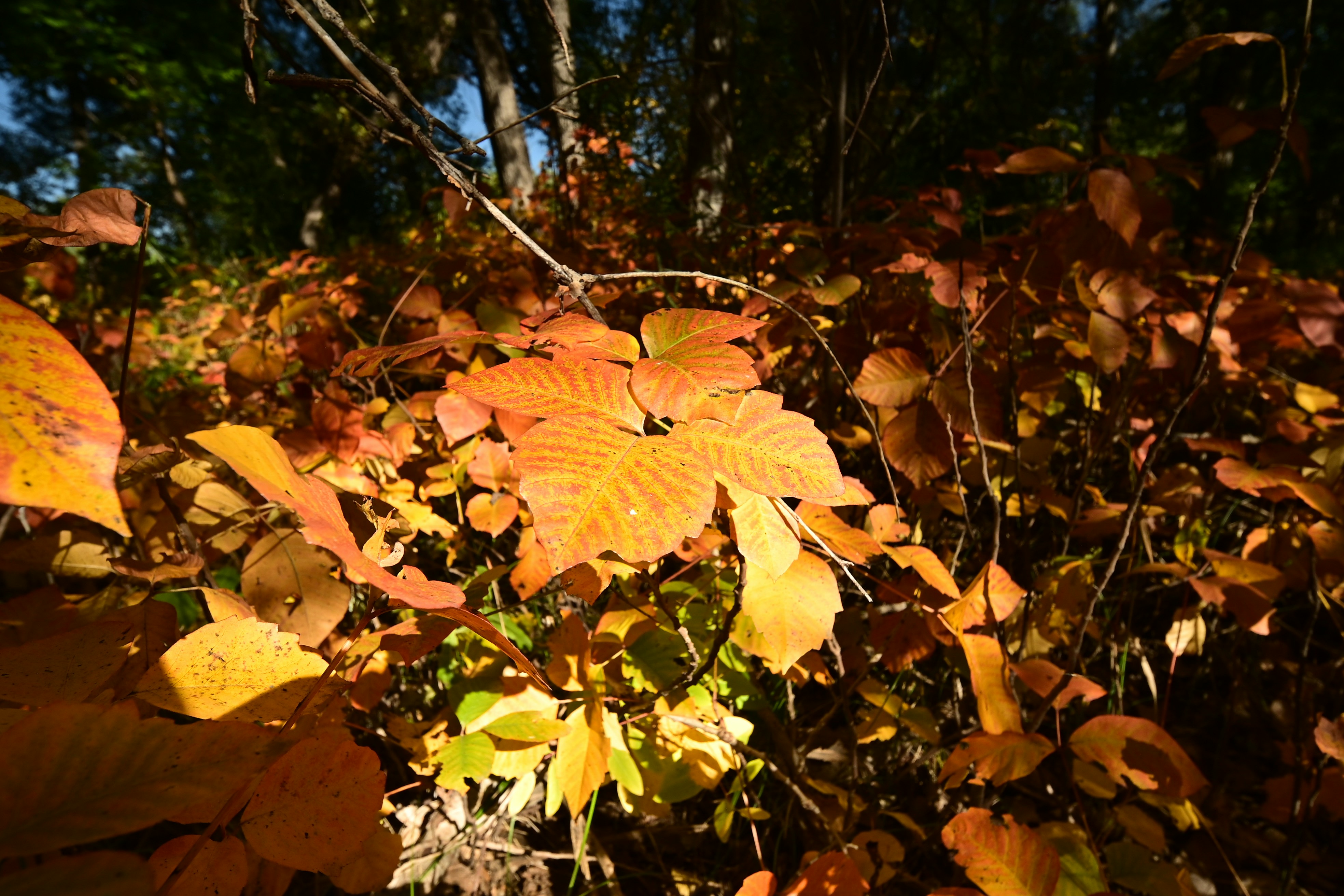 Autumn leaves in warm sunlight with forest background.