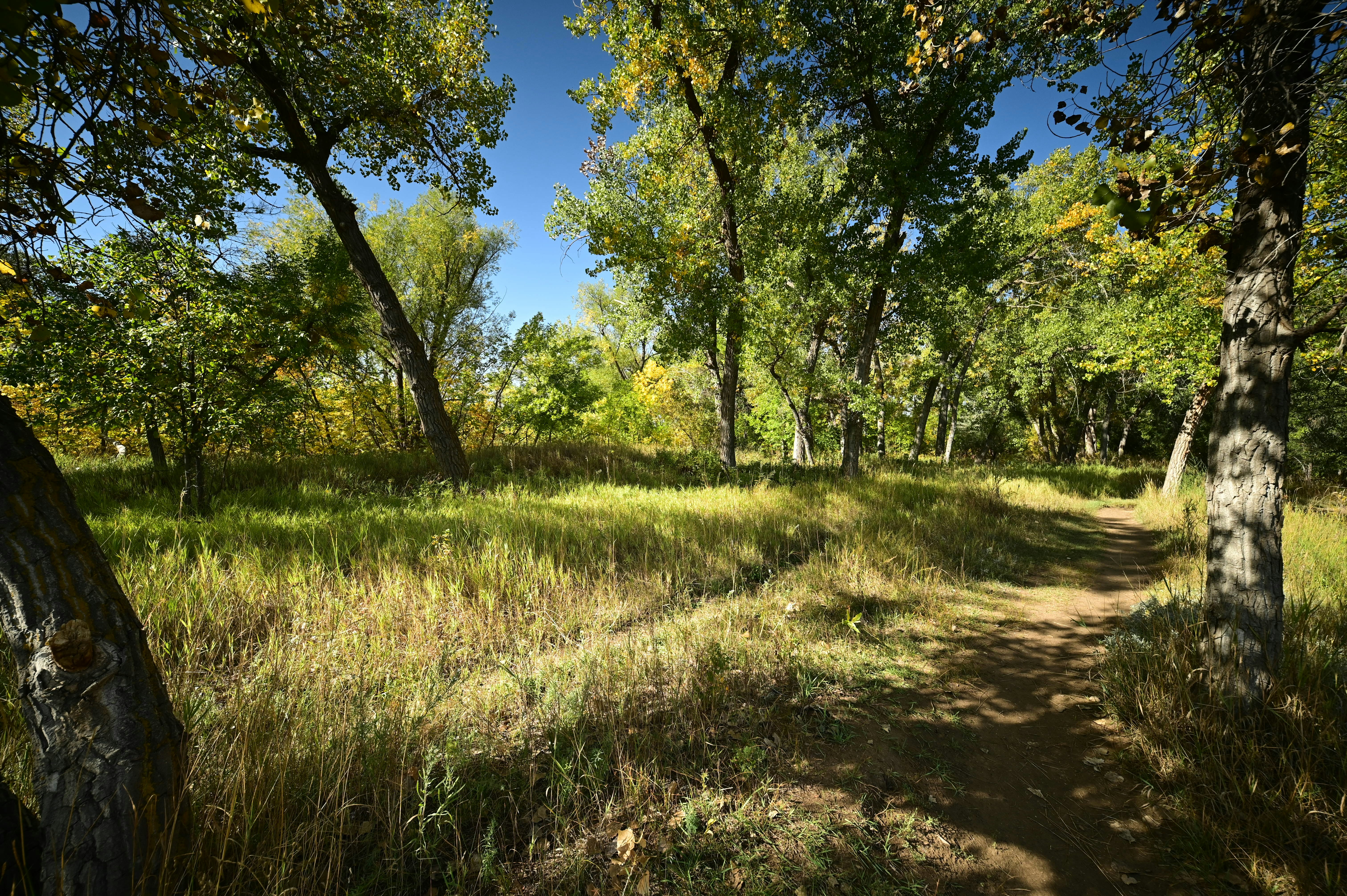 Sunlit forest path with tall green grass and trees.