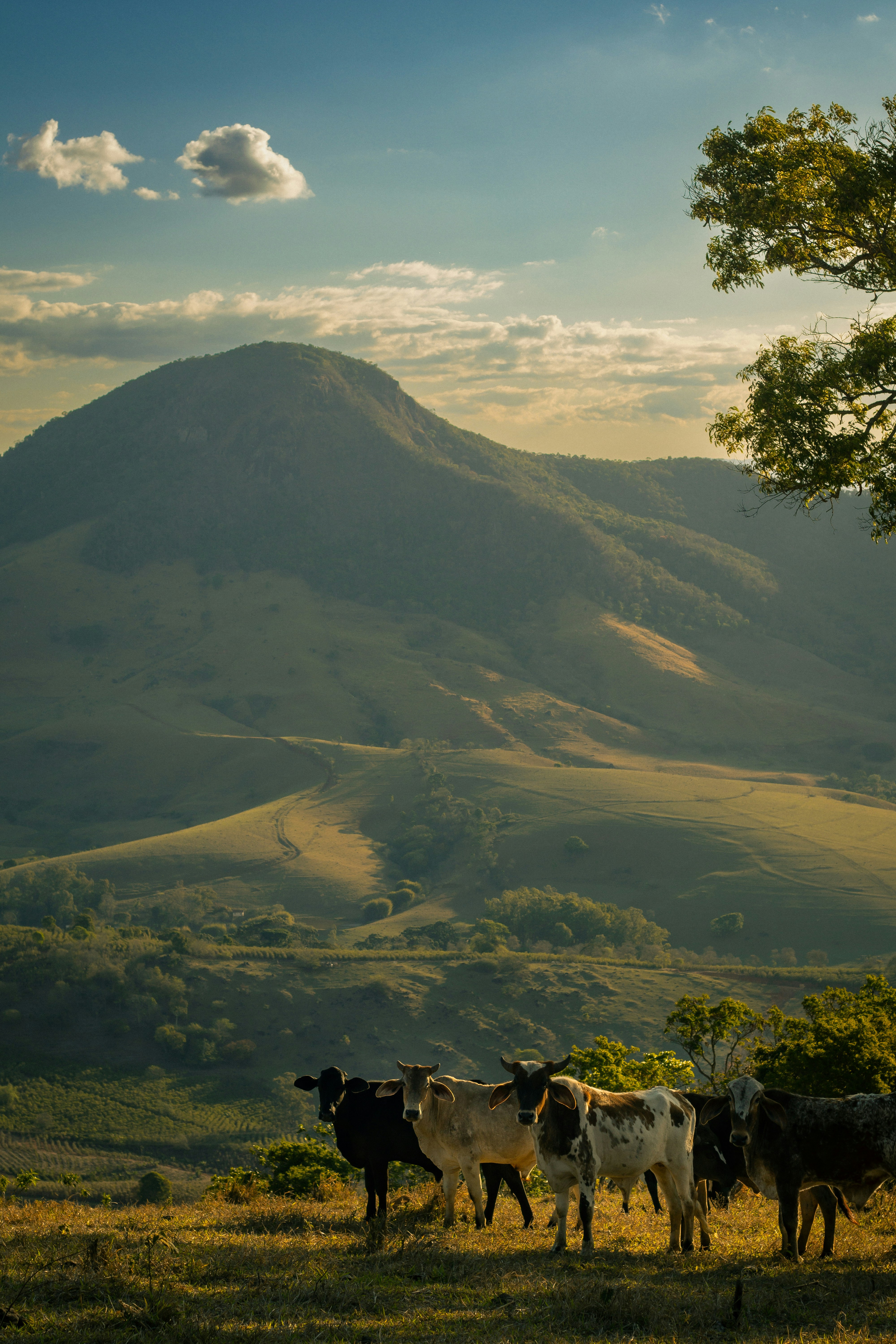 Serene Pastures at Dusk