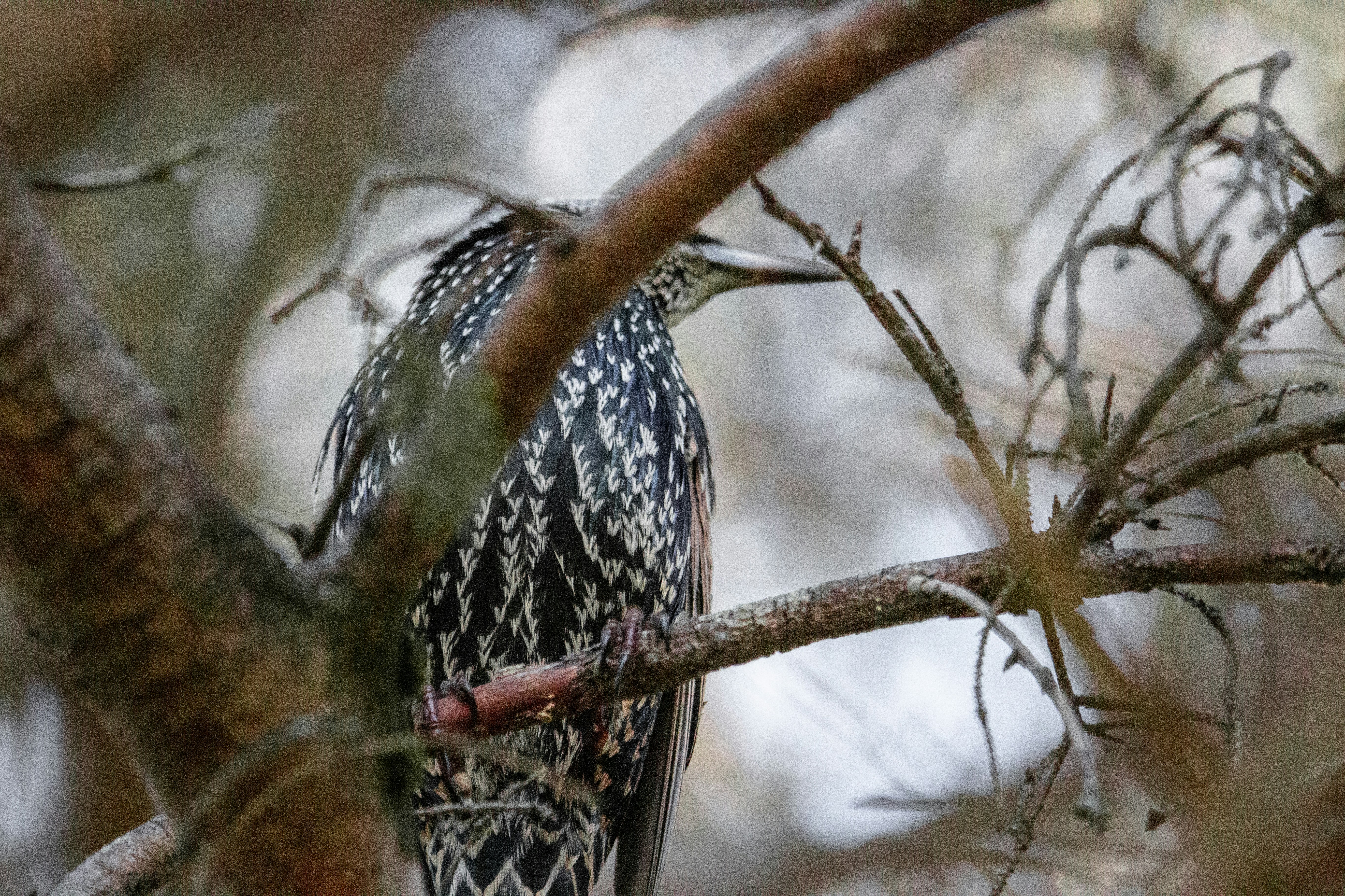 Nature's Intricate Feathers: A Hidden Avian Gem
