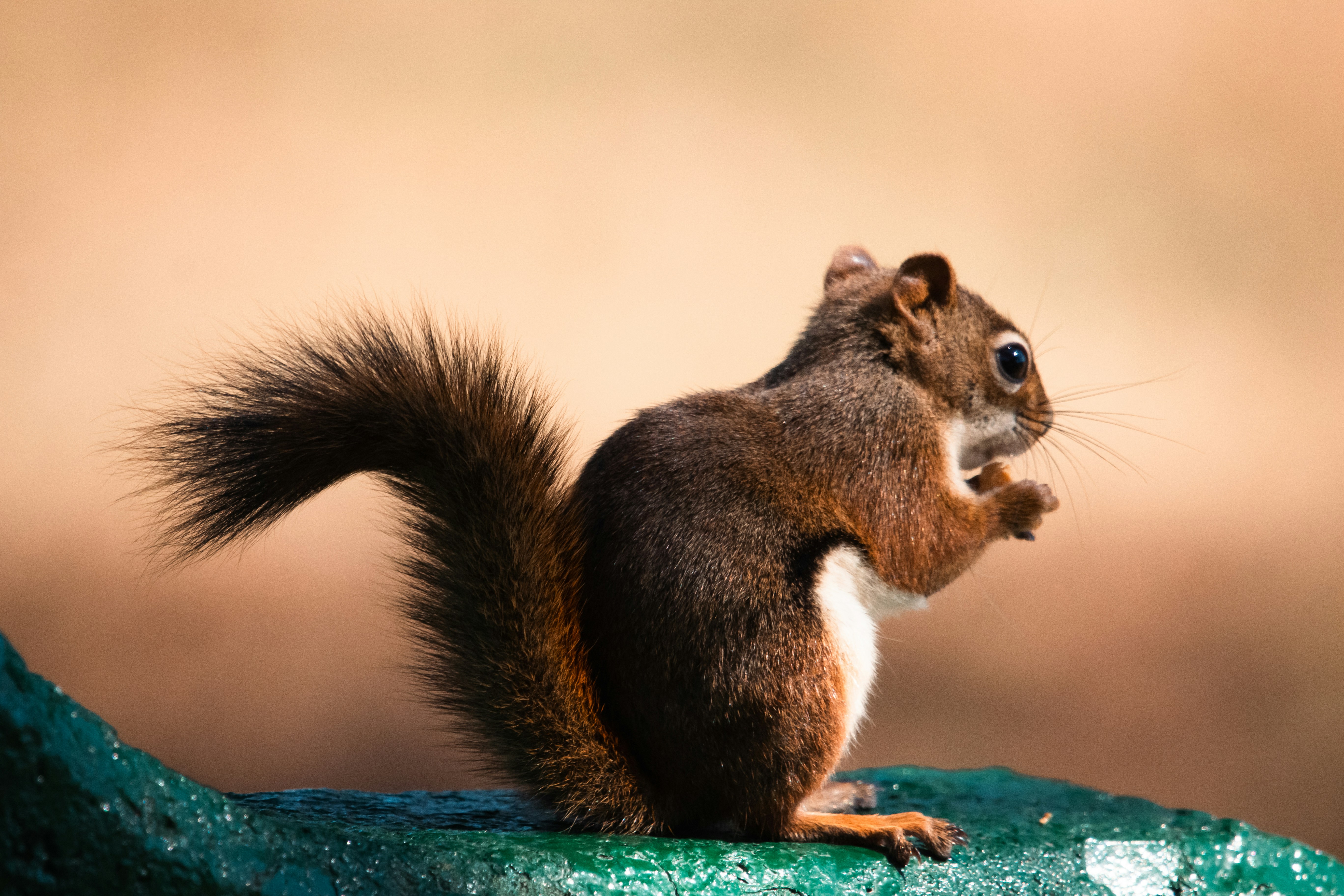 A red squirrel sits on a branch eating.