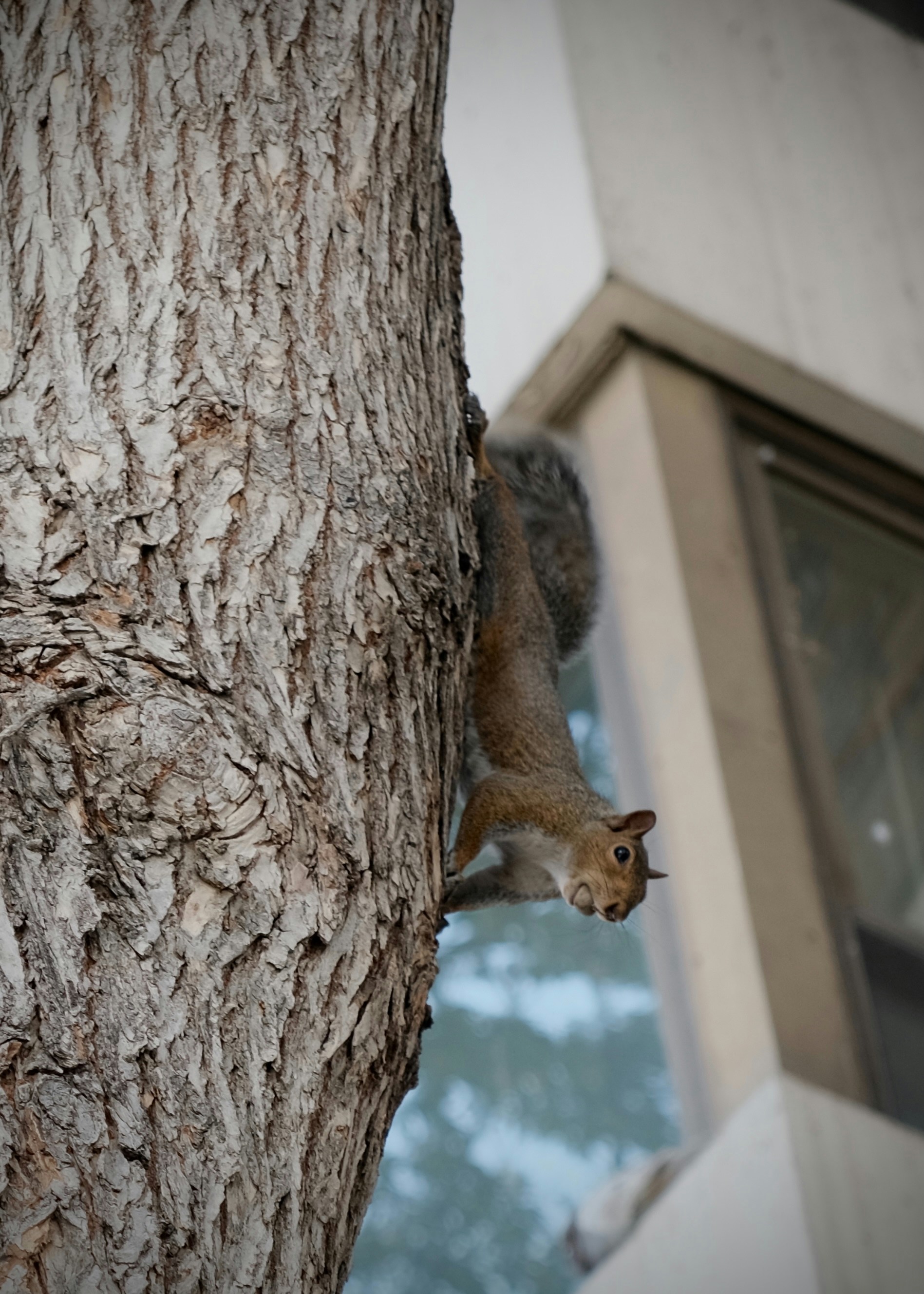 A squirrel clings to a textured tree trunk.