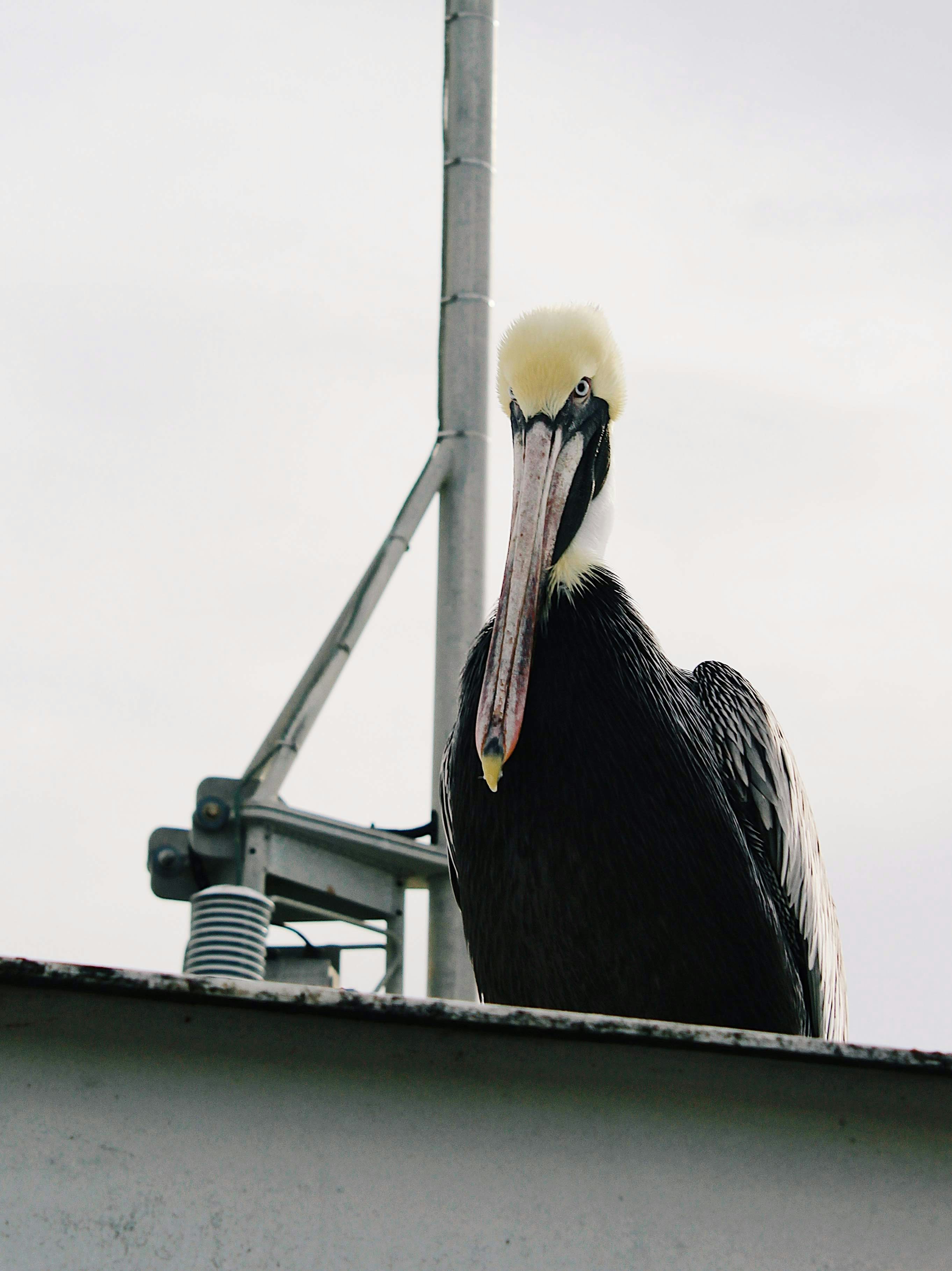 A pelican stands confidently on the edge of a structure, showcasing its distinctive features against a cloudy sky.