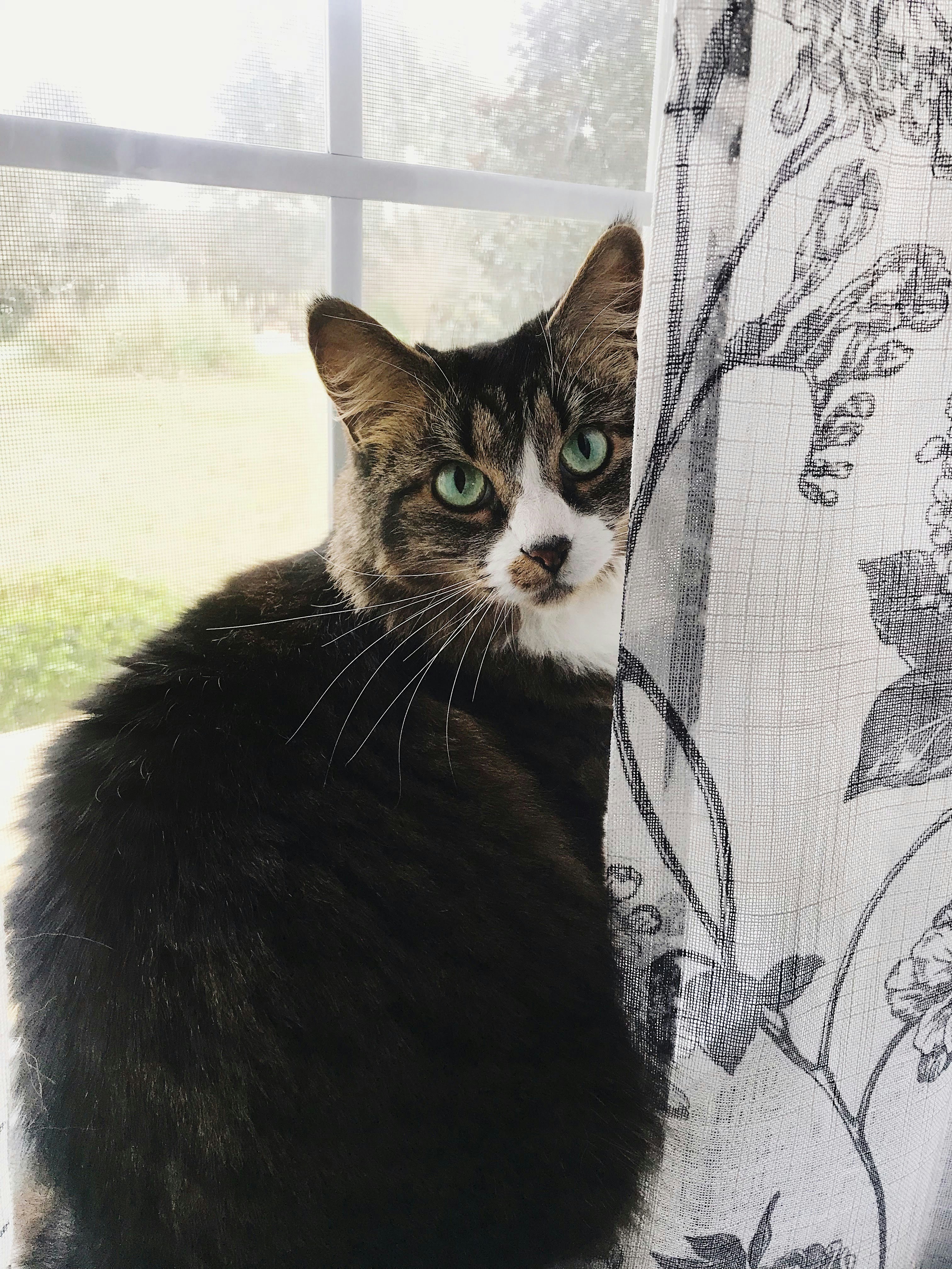 Whiskered Watcher: A Feline's Quiet Observation