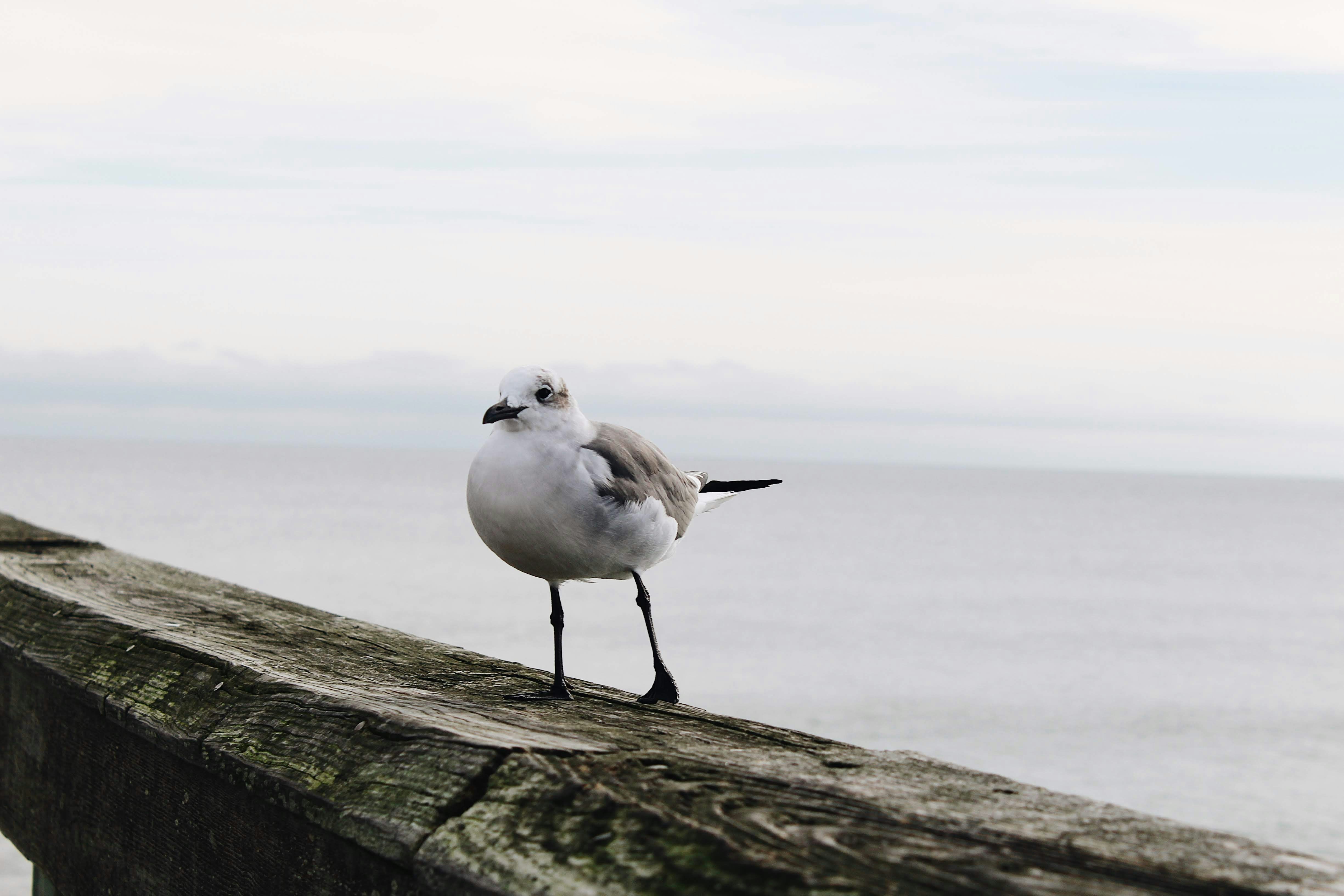 A seagull perched on a weathered wooden railing, gazing over the calm sea under a soft sky. The scene captures a moment of tranquility by the water.