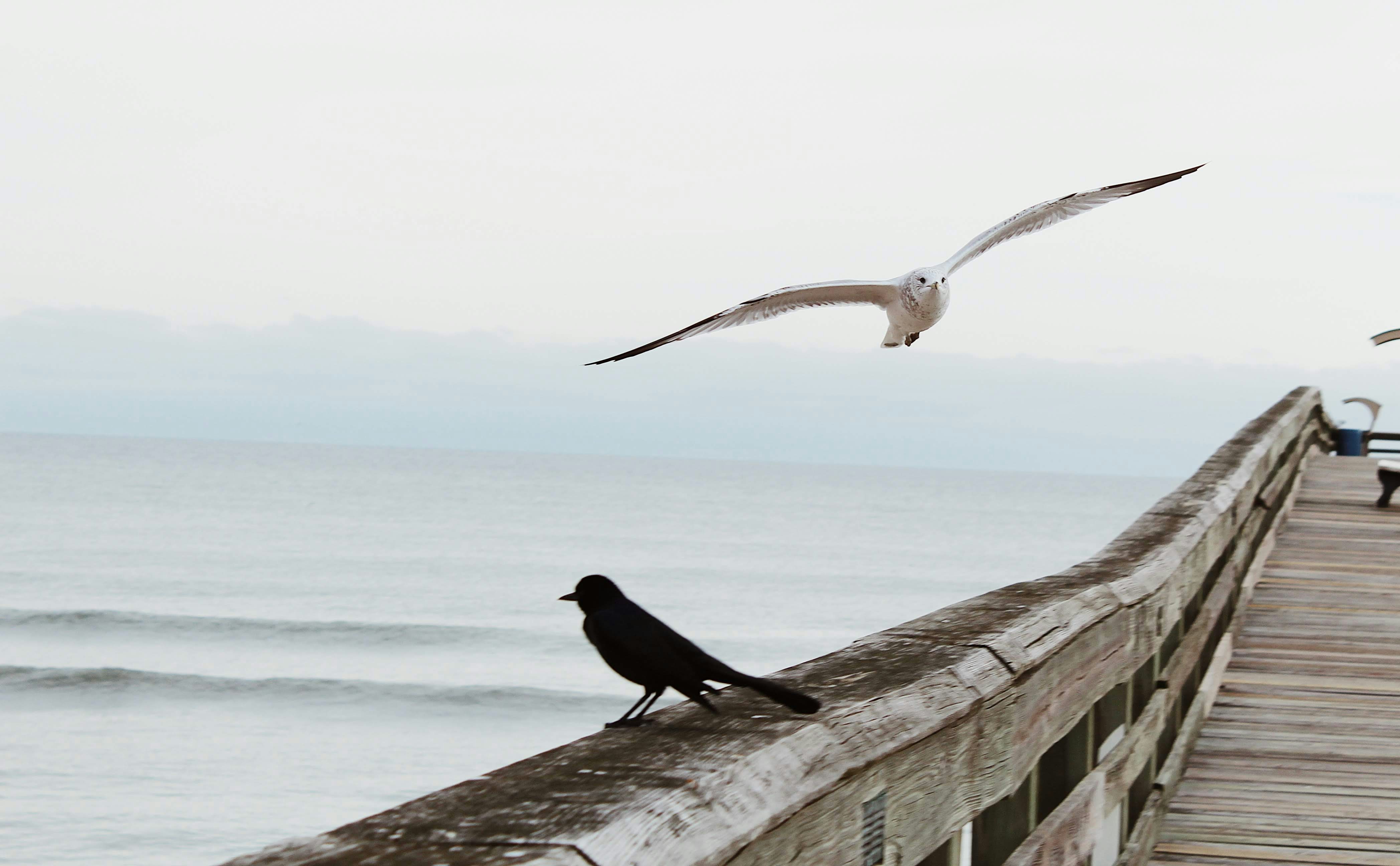 Seagull flying over pier with blackbird perched.