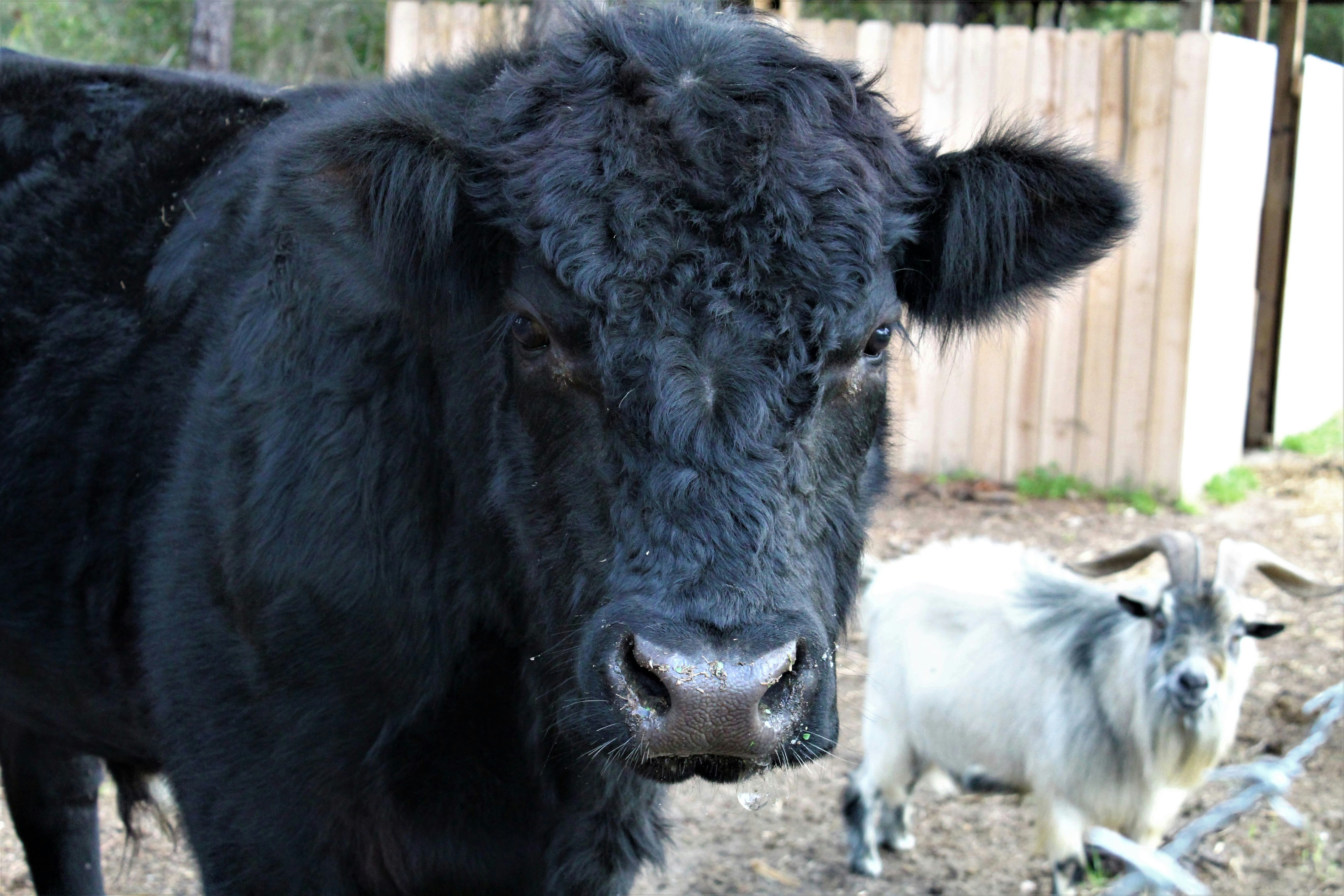 Portrait of a Gentle Giant in the Pasture