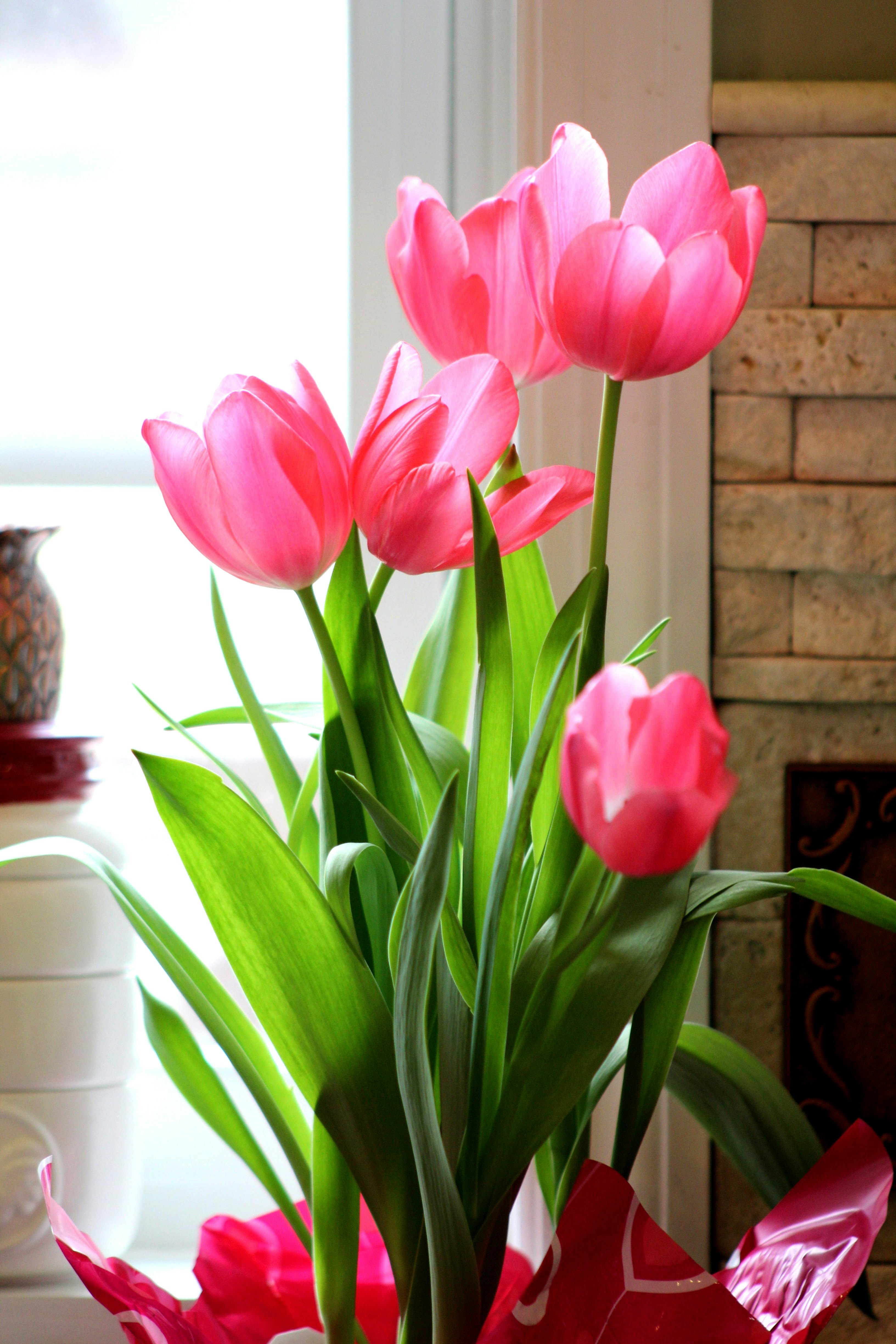 Blushing Blooms: A Tulip's Embrace