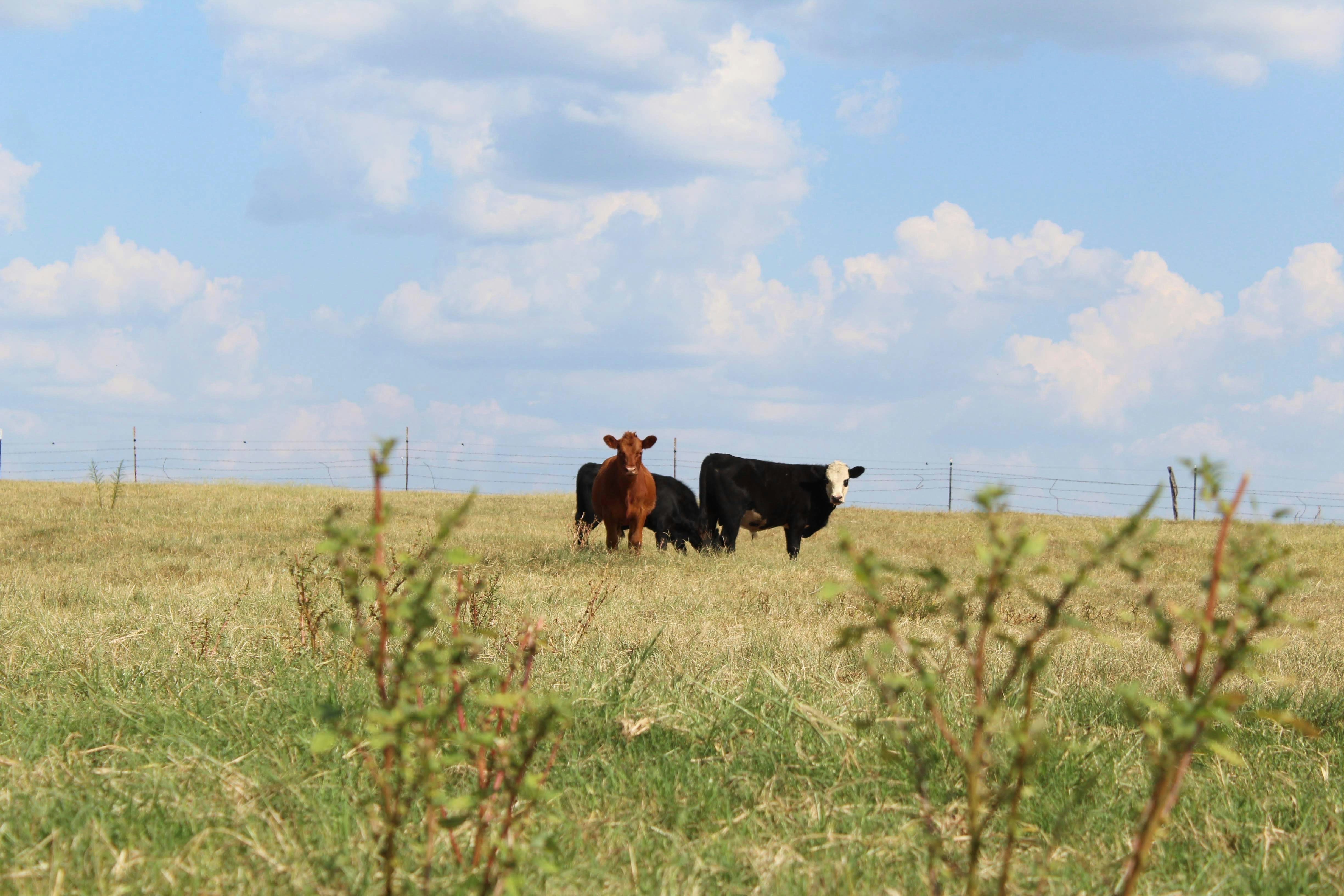 A trio of cows, one brown and two black, stand in a sunlit field under a blue sky dotted with clouds. The foreground features tall grasses swaying gently in the breeze.