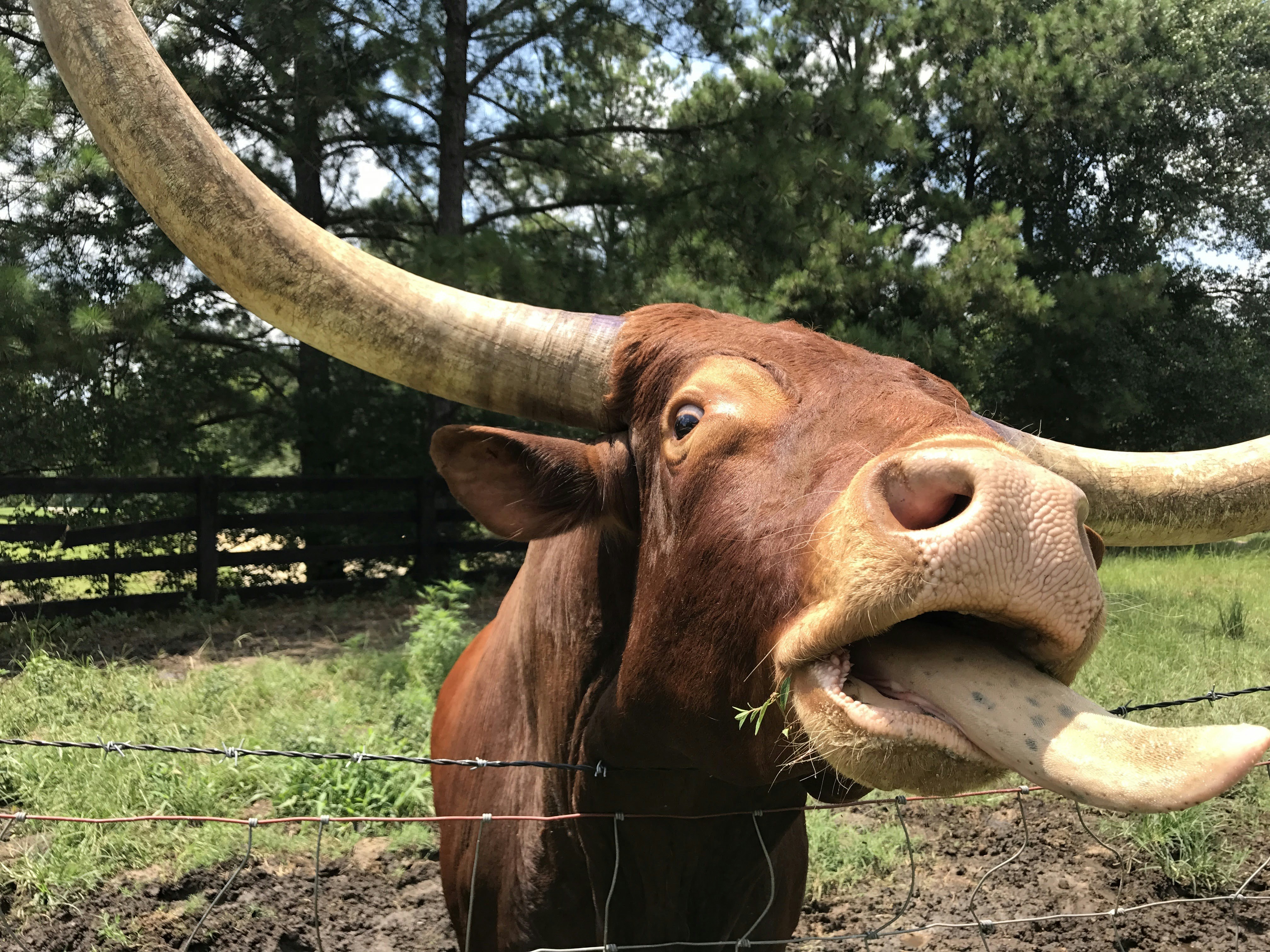 Moo-ment of Playfulness: A Longhorn's Cheeky Gaze
