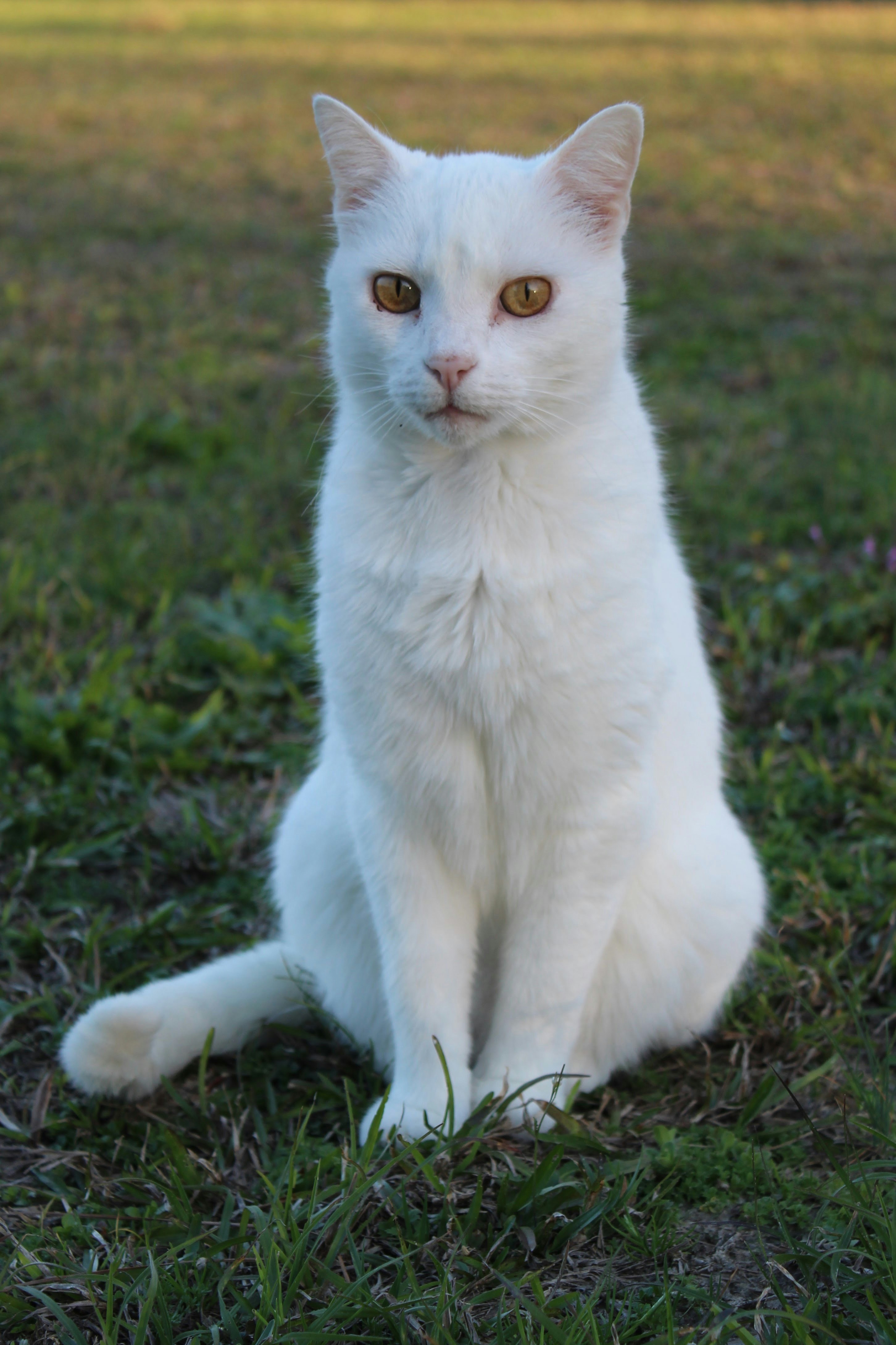 Direct Gaze in White: A Cat in a Sunlit Meadow
