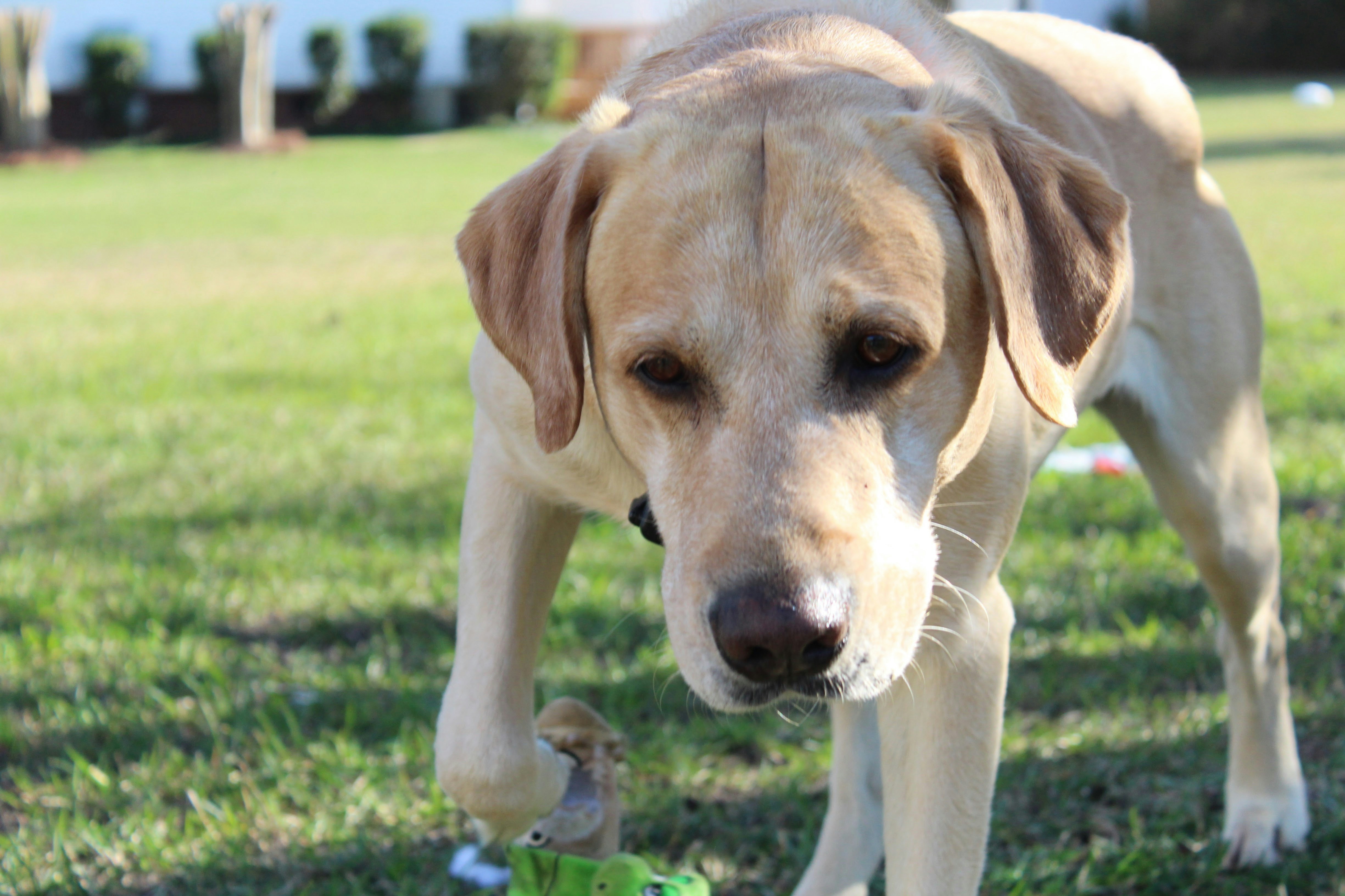 Joyful Playtime in the Sun