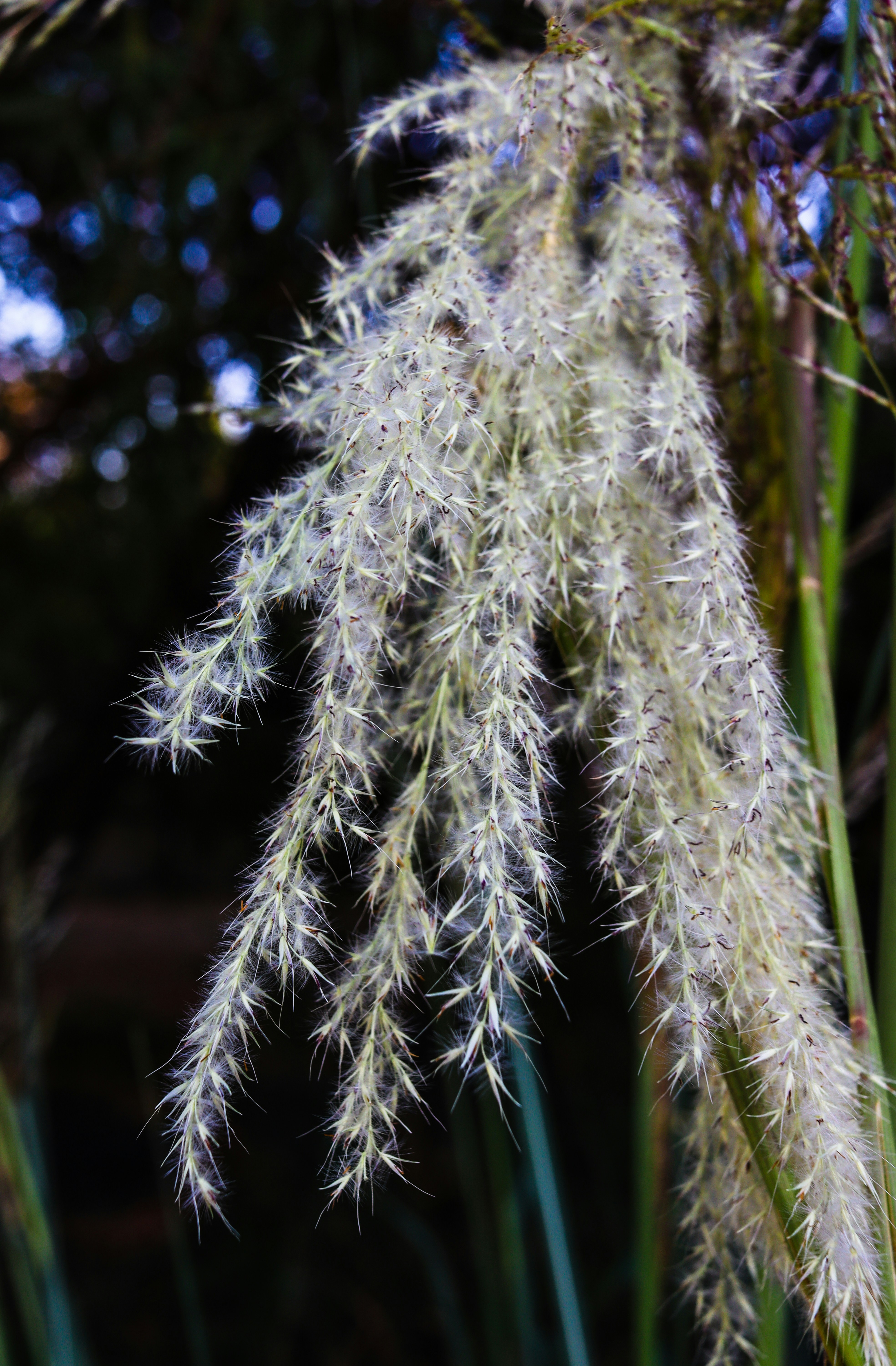 Close-up of a fluffy white reed flower