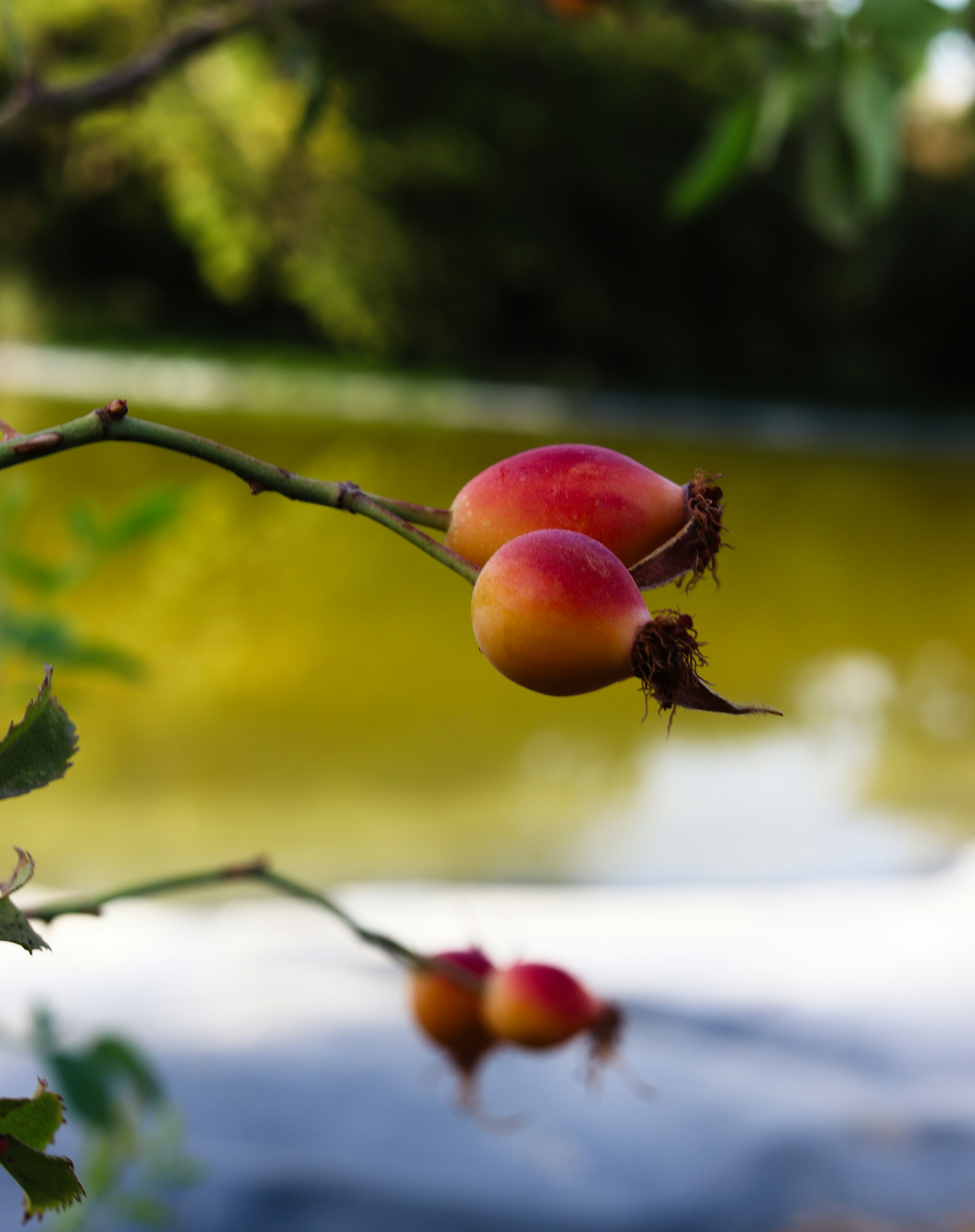 Peaches in the Sun: a delicate pair on a branch above a shimmering backdrop