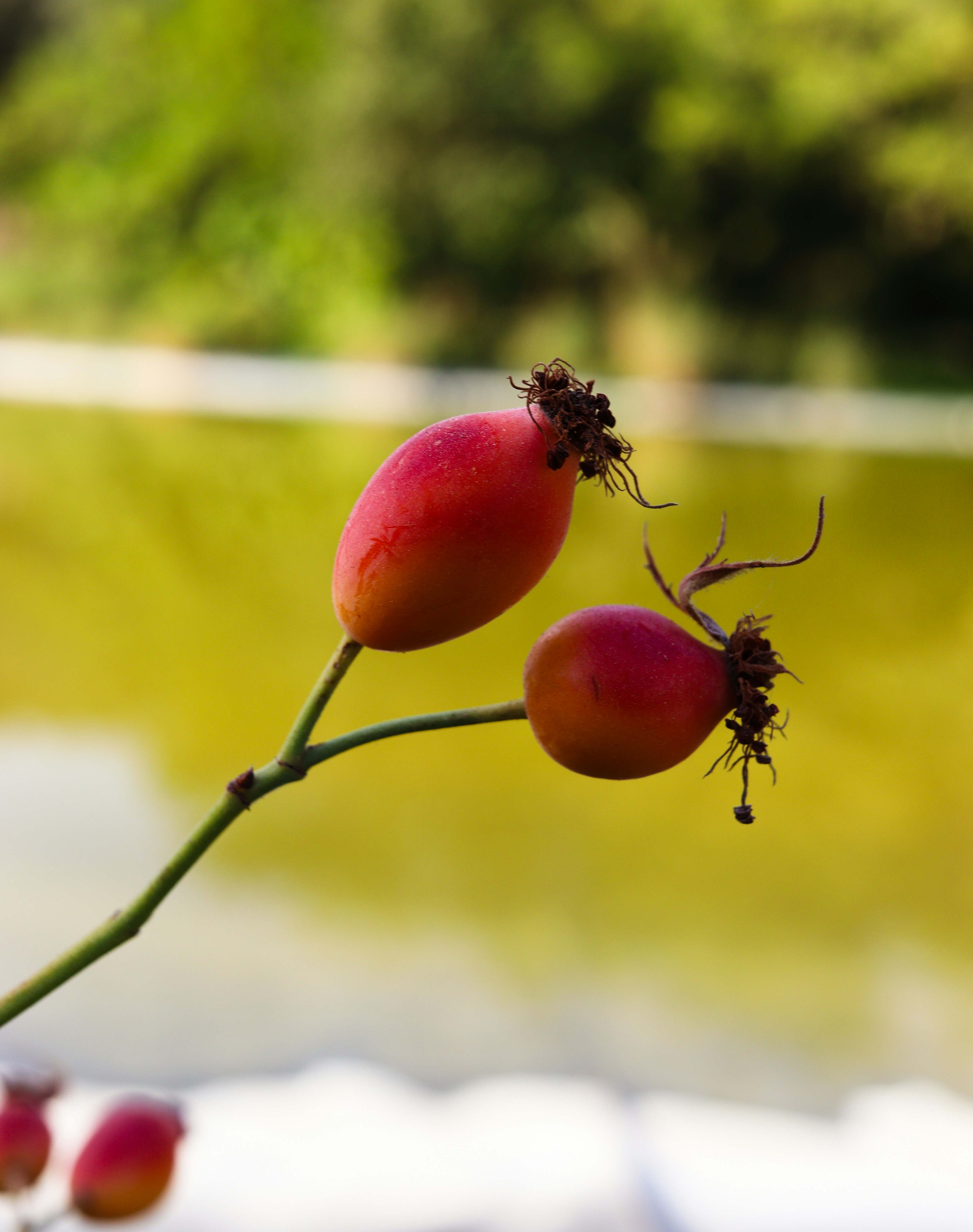 Two Crimson Berries on a Slender Stem Against a Golden-Reflection Pond
