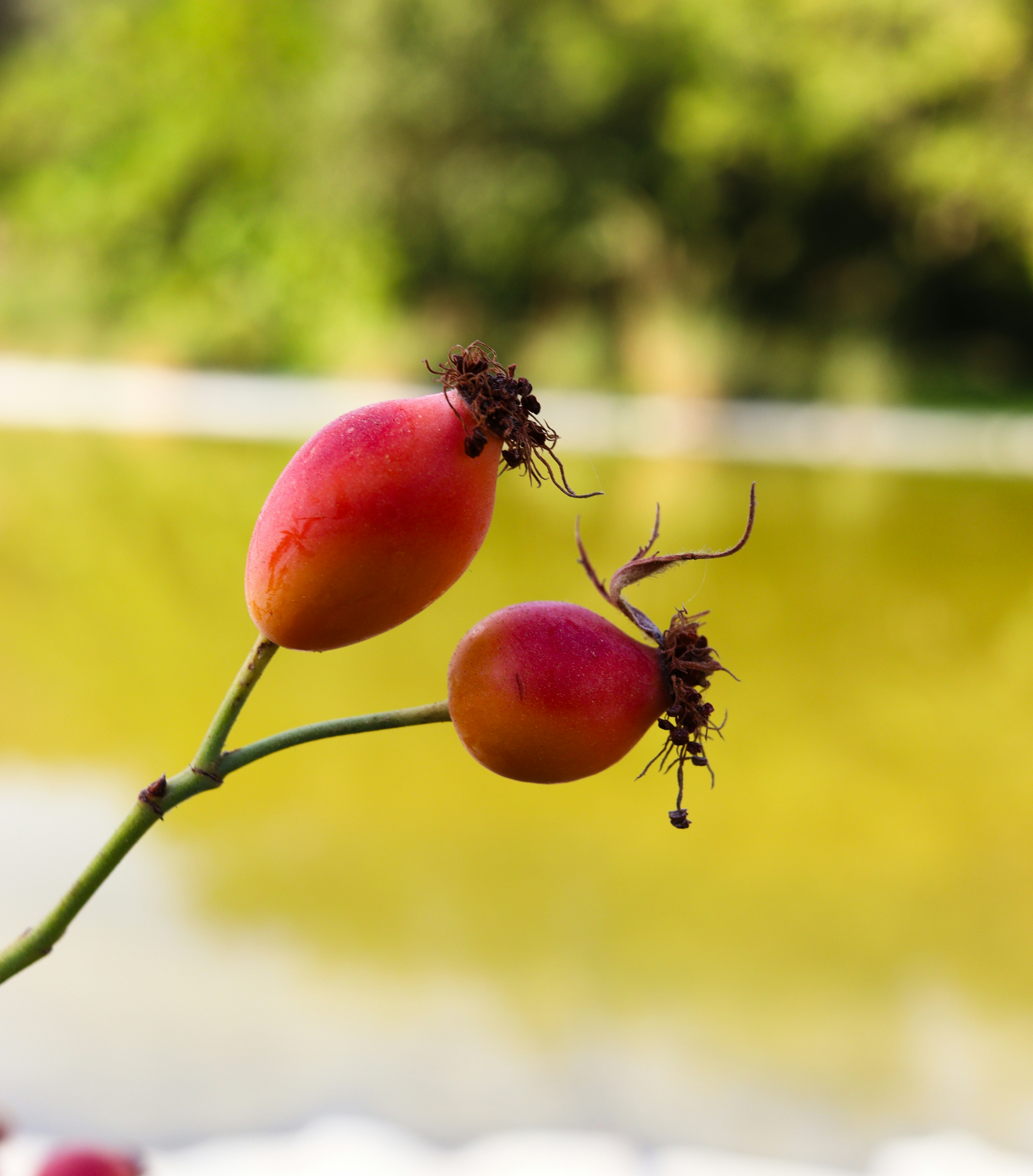 Twin Rose Hips in Soft Focus: A Close-Up Moment